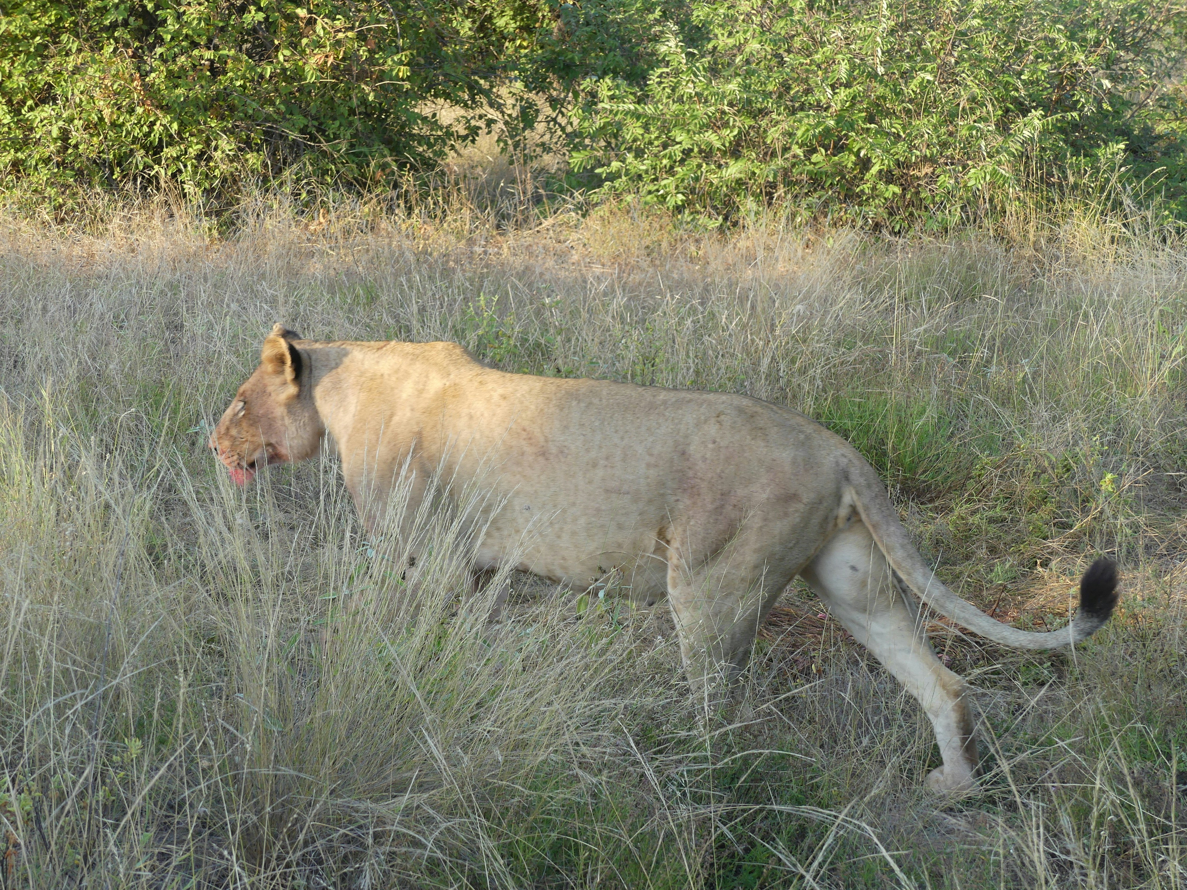 Lone Prowl Through Tall Grass: A Lioness on the Savanna
