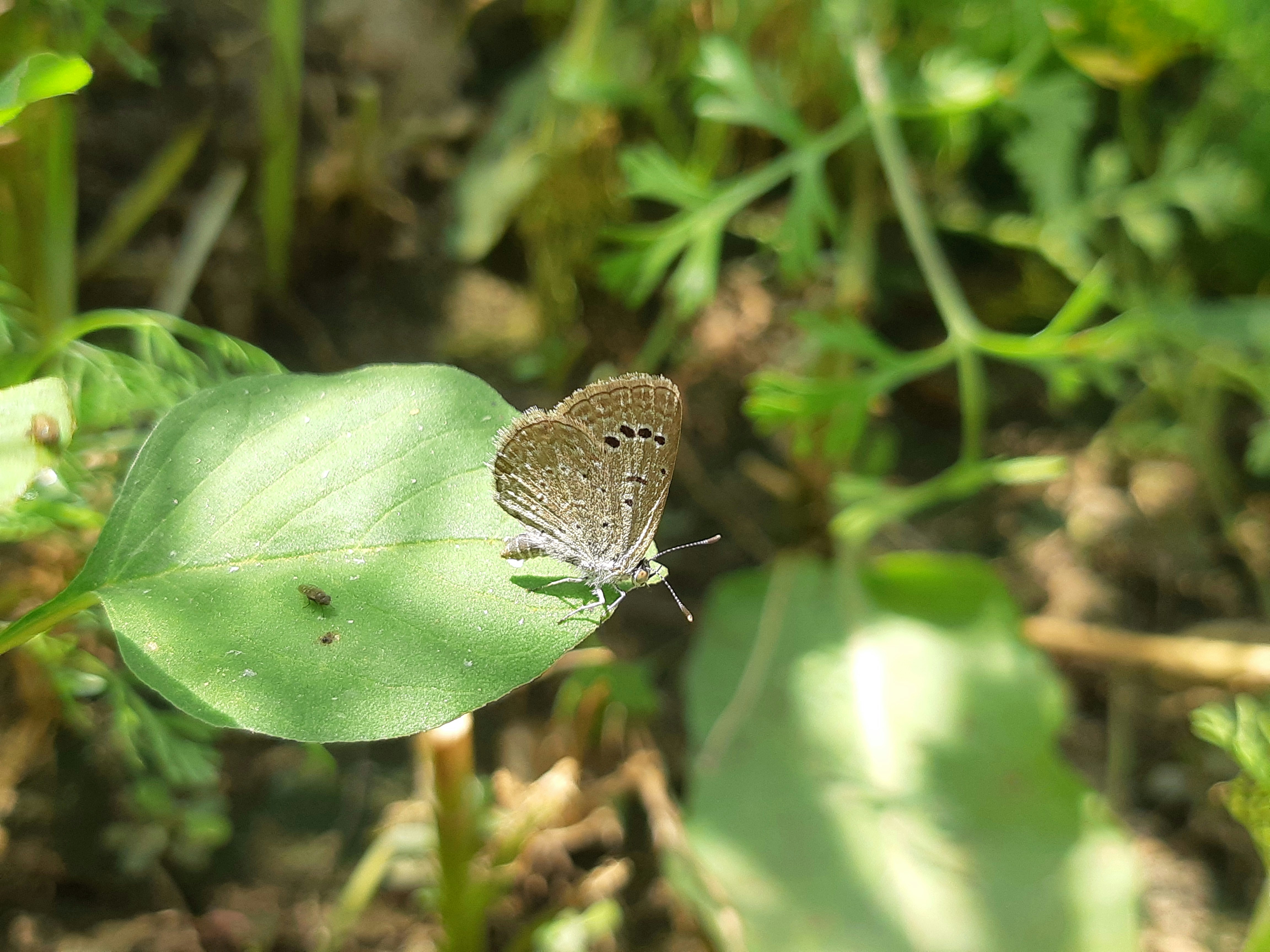 Small brown butterfly with delicate wing markings rests on a green leaf in a sunlit garden. Macro photograph highlighting wing texture and a softly blurred natural background.