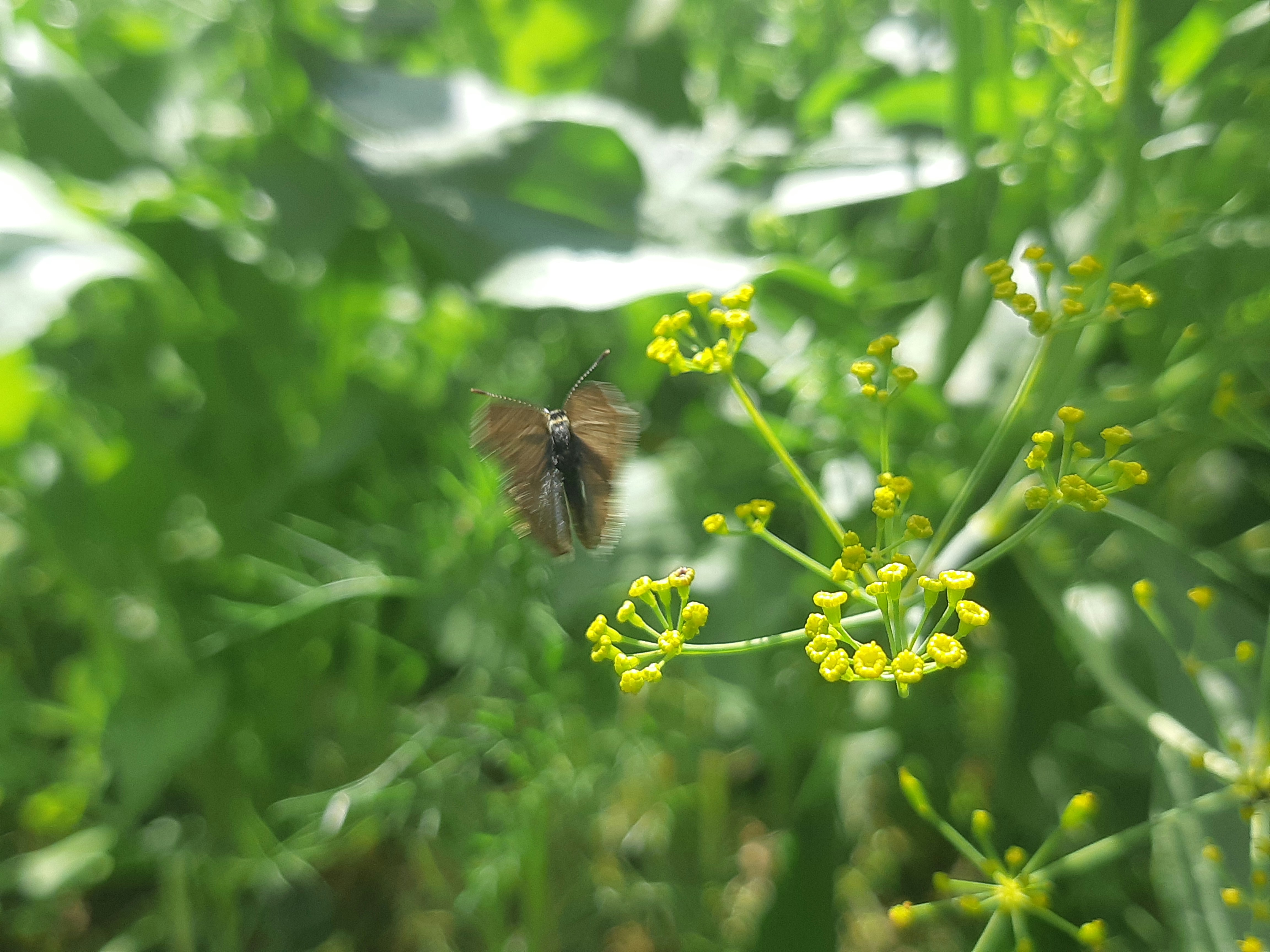Close-up photograph of a brown butterfly perched on yellow flower clusters amid lush green foliage.