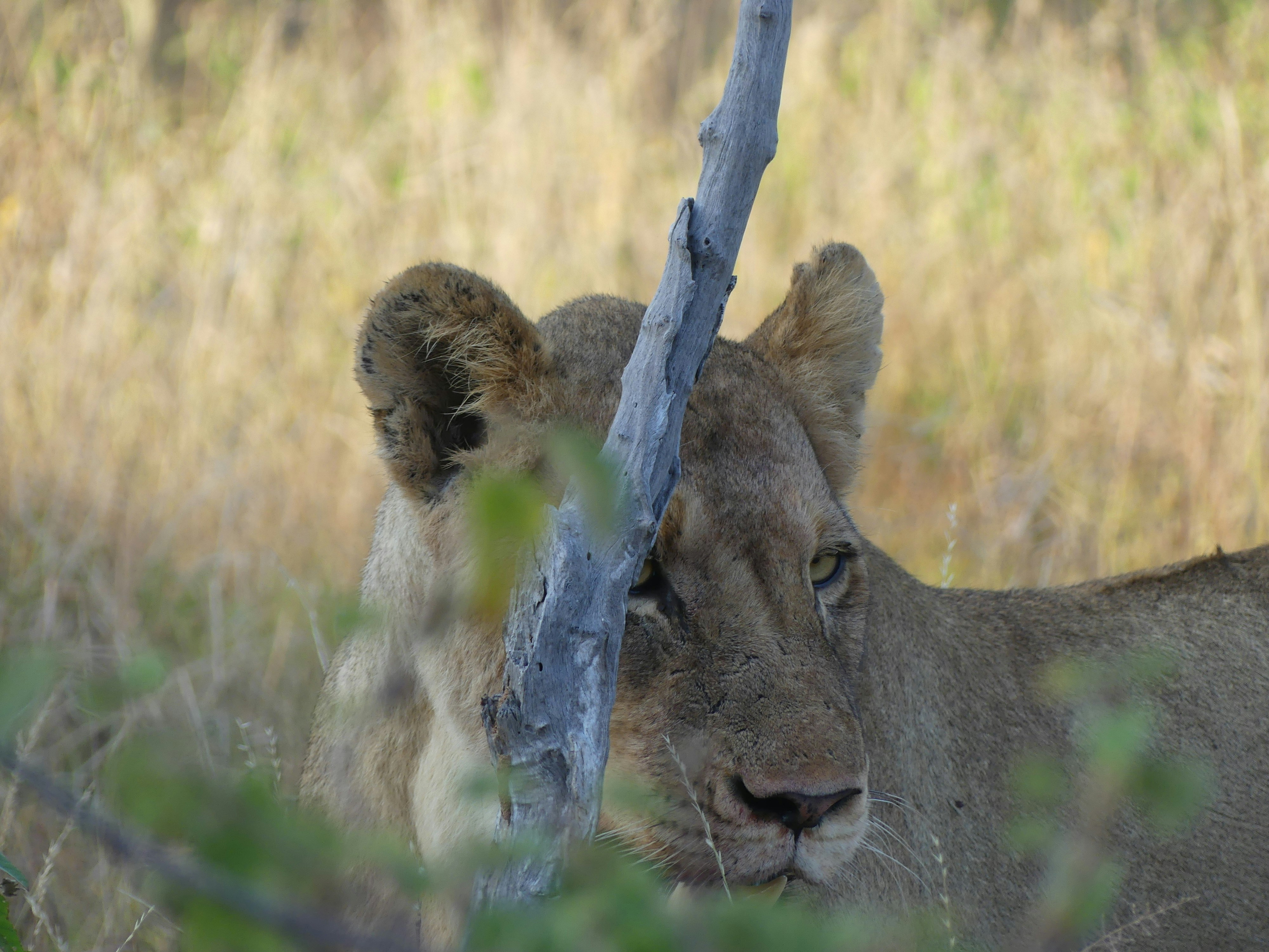 Hidden Eyes Beyond the Branch: A Lioness Lurks in the Grass