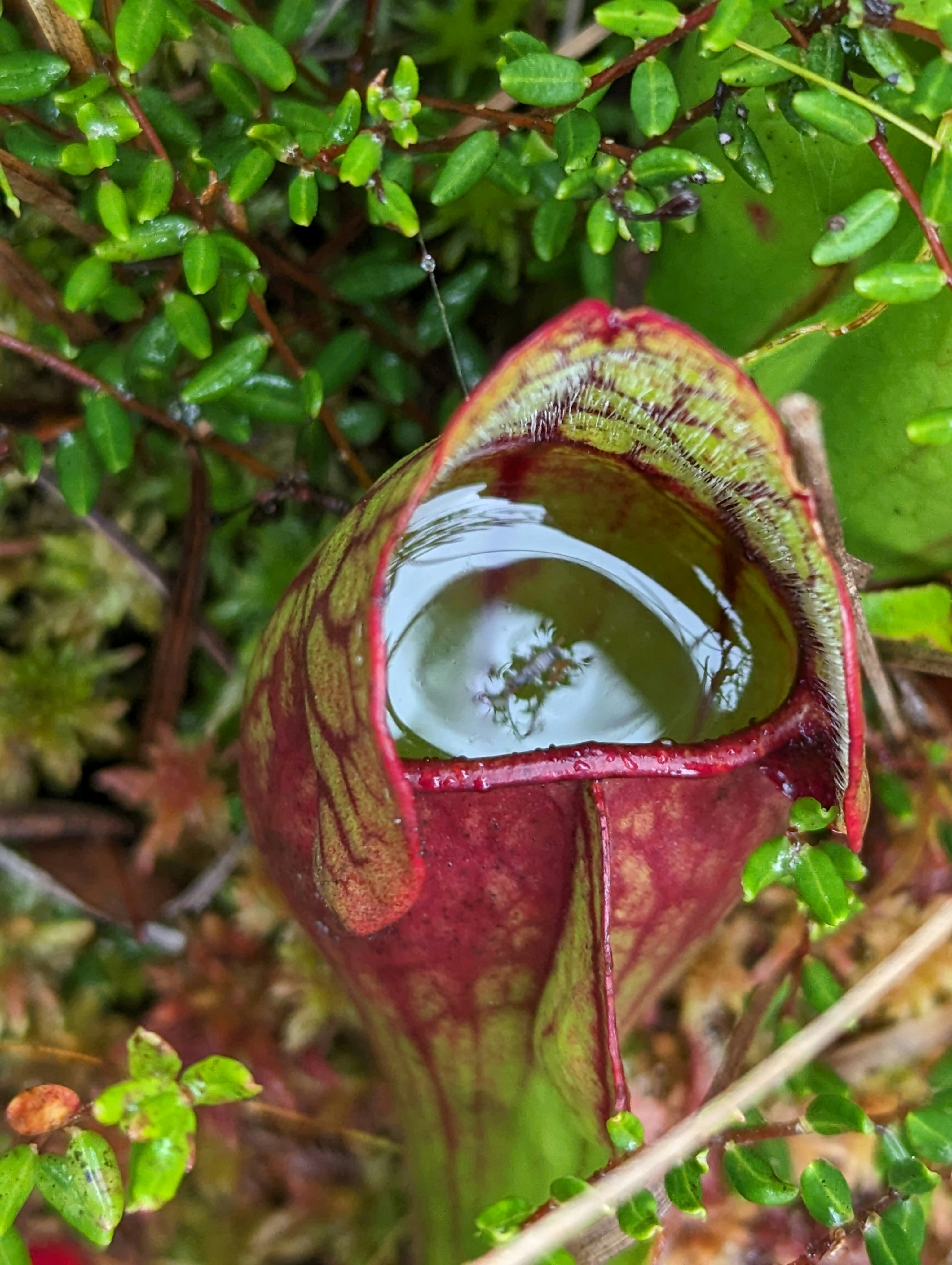 Pitcher Plant Pictures | Download Free Images on Unsplash