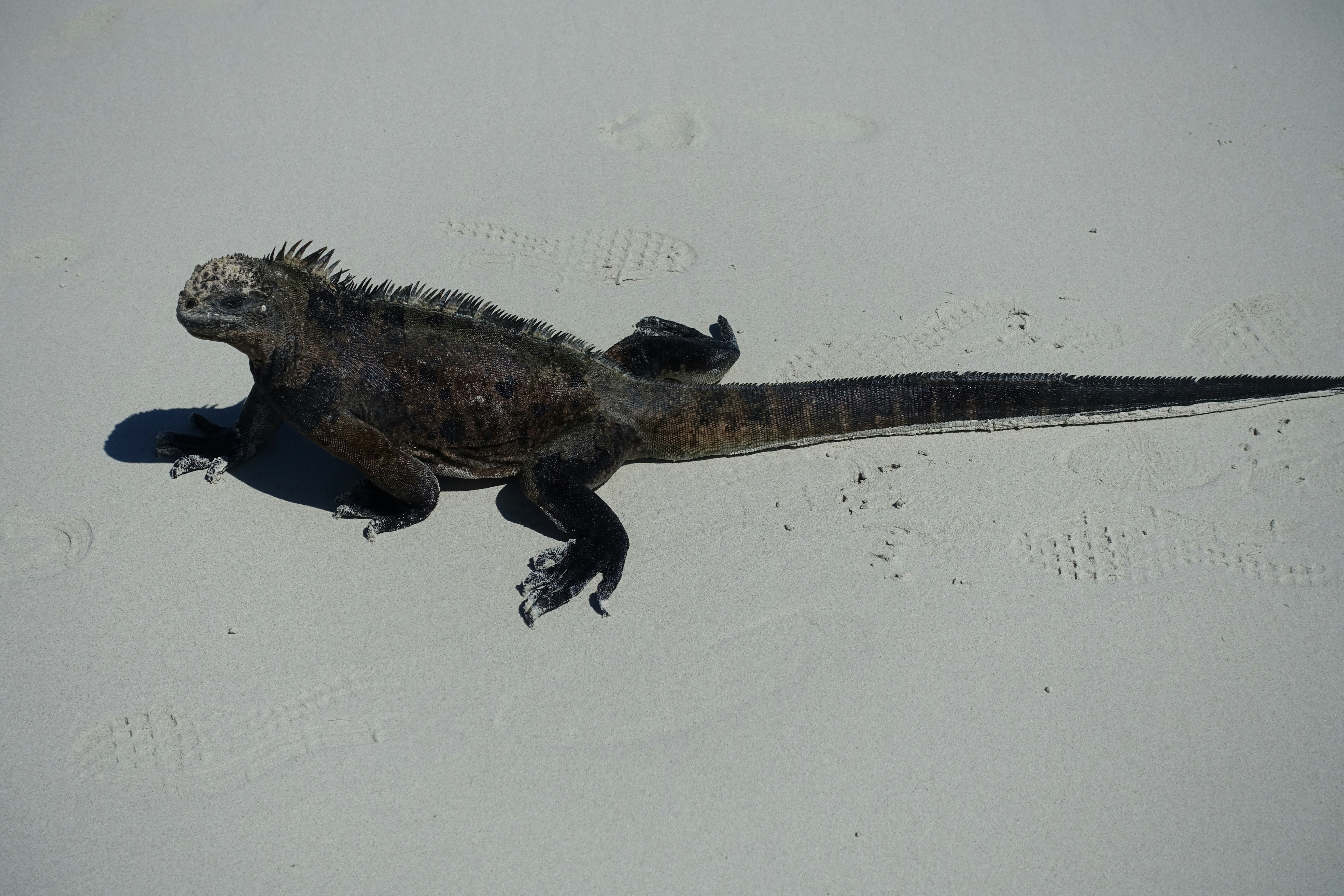 An iguana walking on the beach with footprints in the sand photo – Free ...