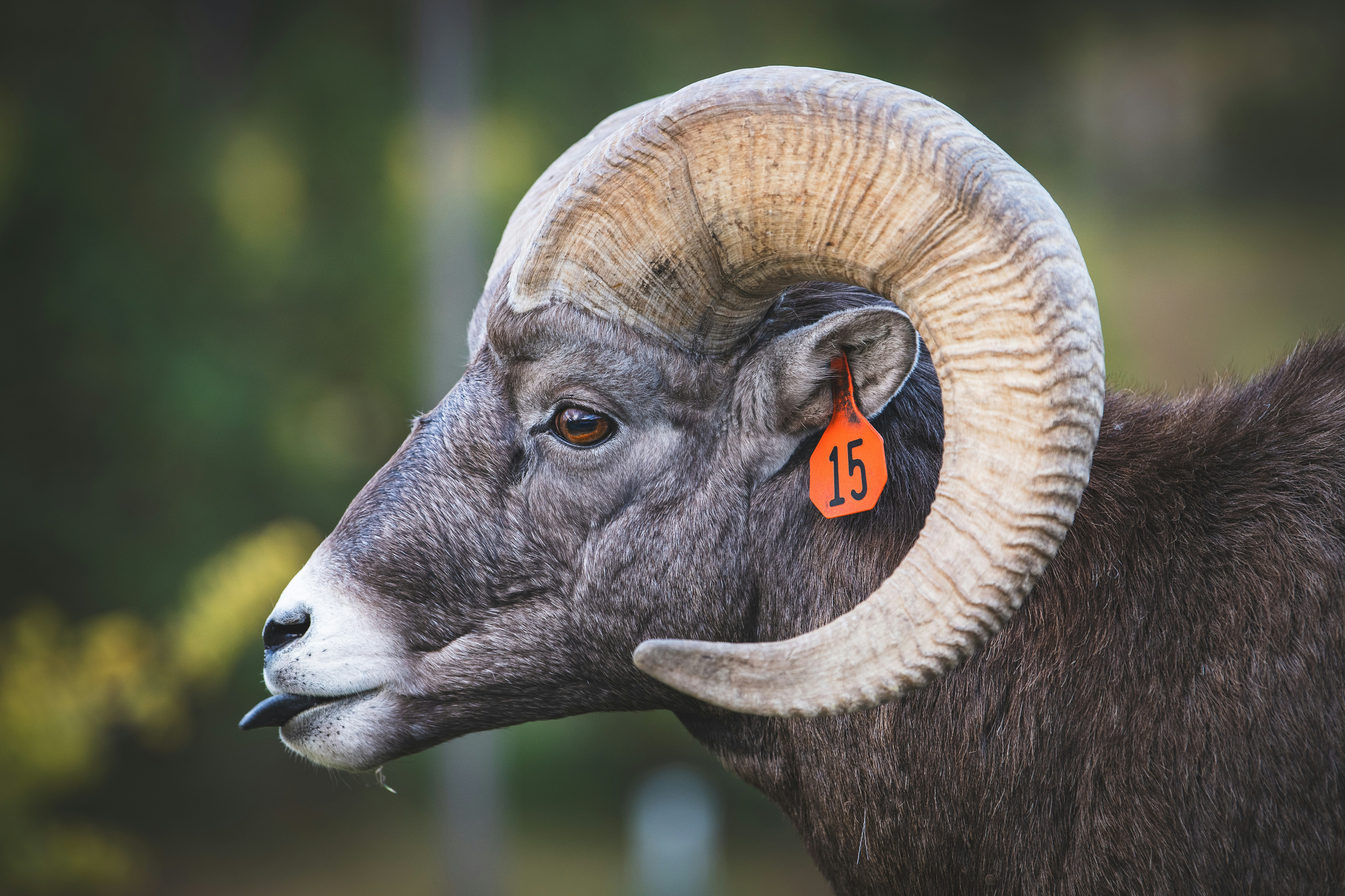 A close up of a ram with a number on it's ear photo – Free Black hills ...