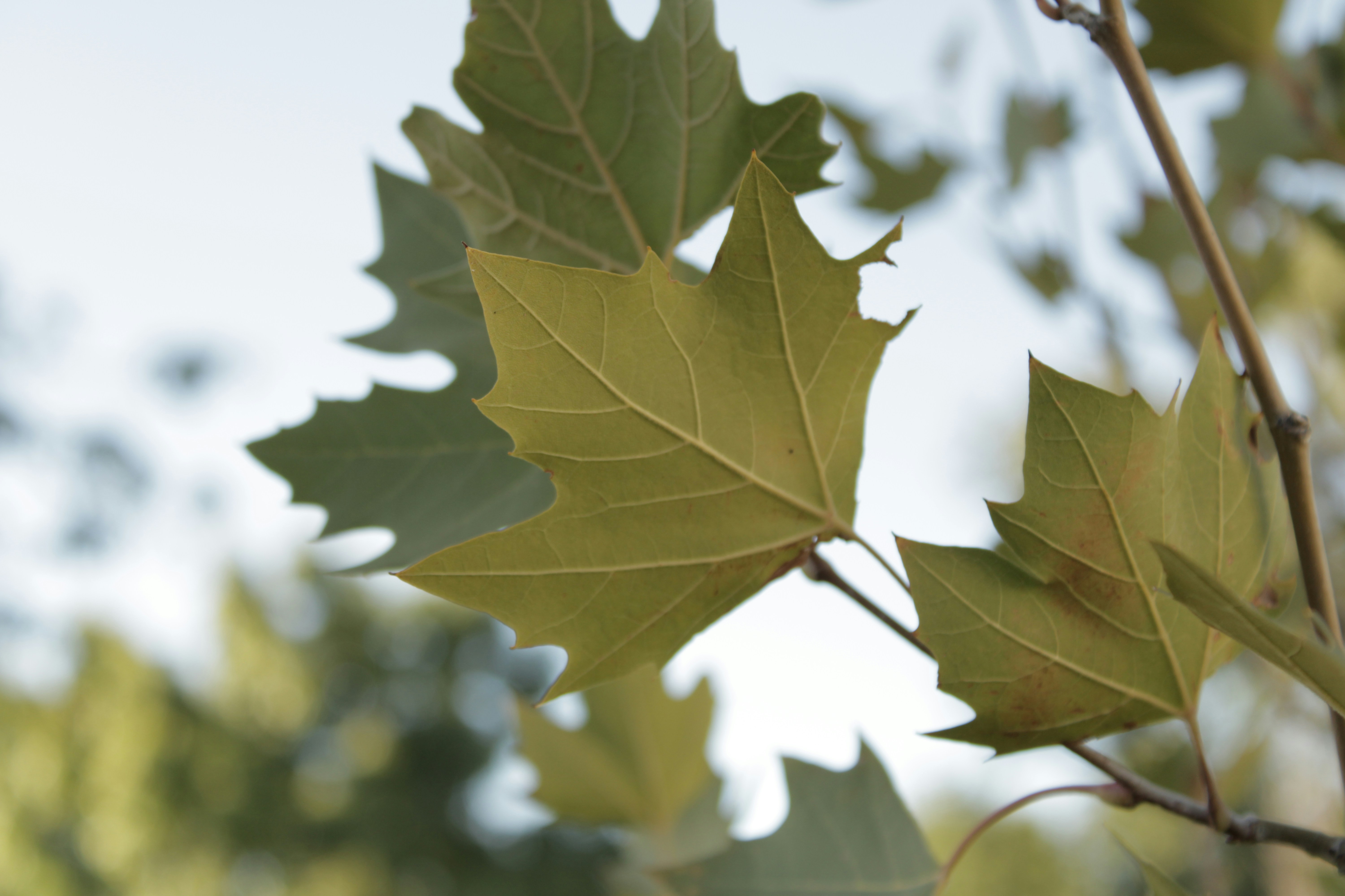 Sunlit Maple: Close-Up of Serrated Leaves in Soft Backlight