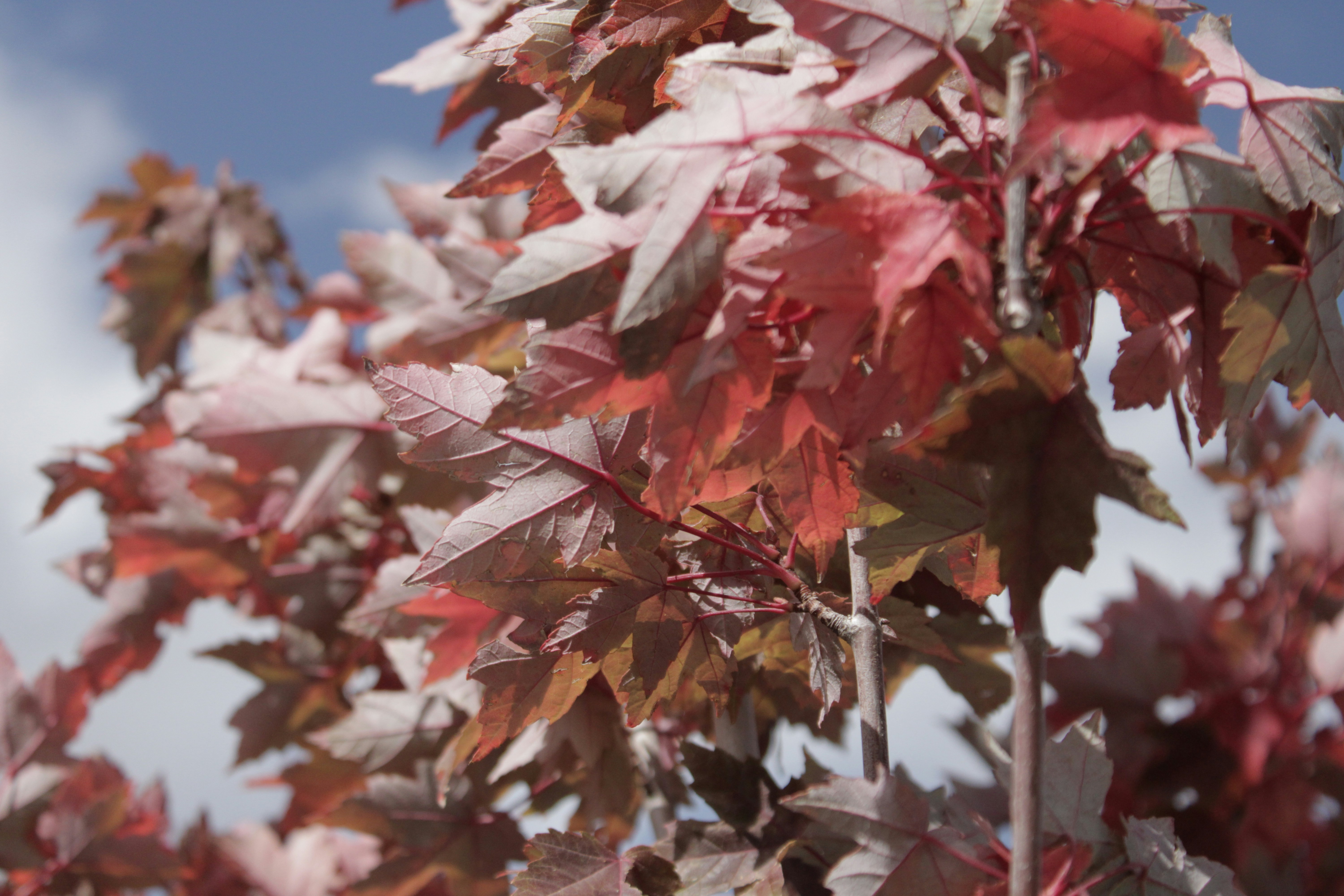 Crimson Canopy Under Clear Skies