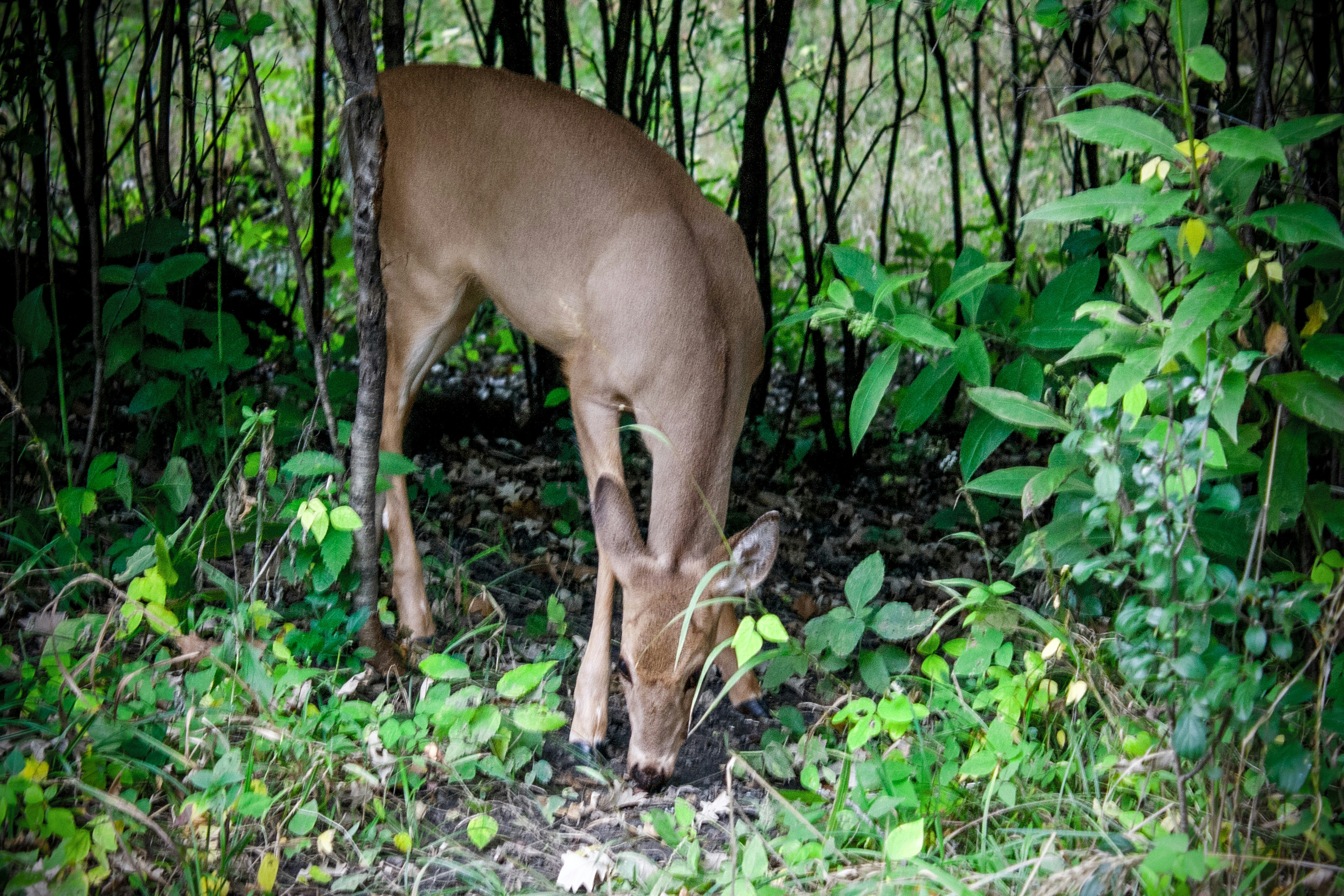 A deer foraging for food amidst dense green foliage, embodying the tranquility of nature's hidden corners.