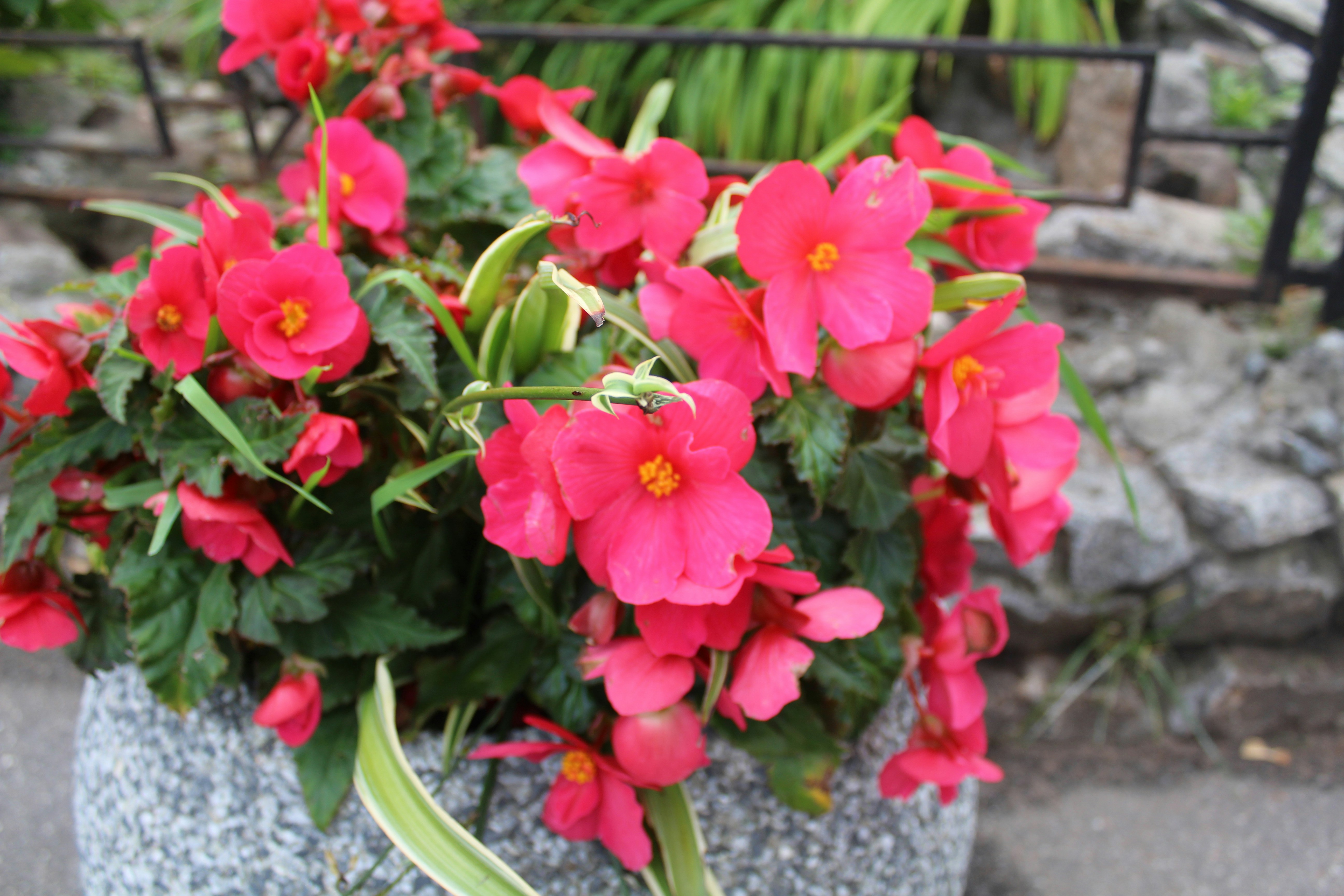 Vibrant Pink Impatiens Nestled in a Weathered Pot