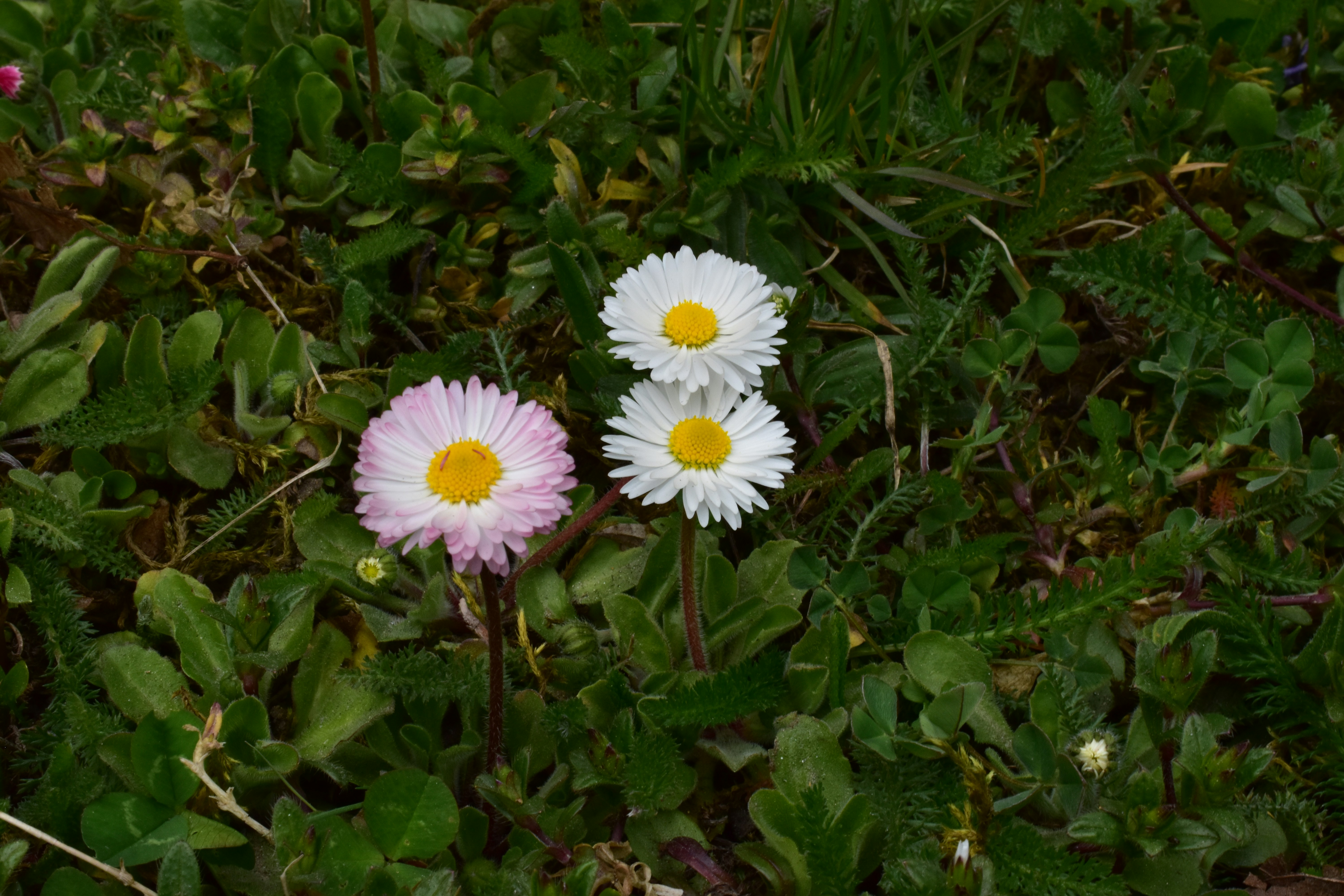 Three daisies carve a pocket of color in a sea of clover