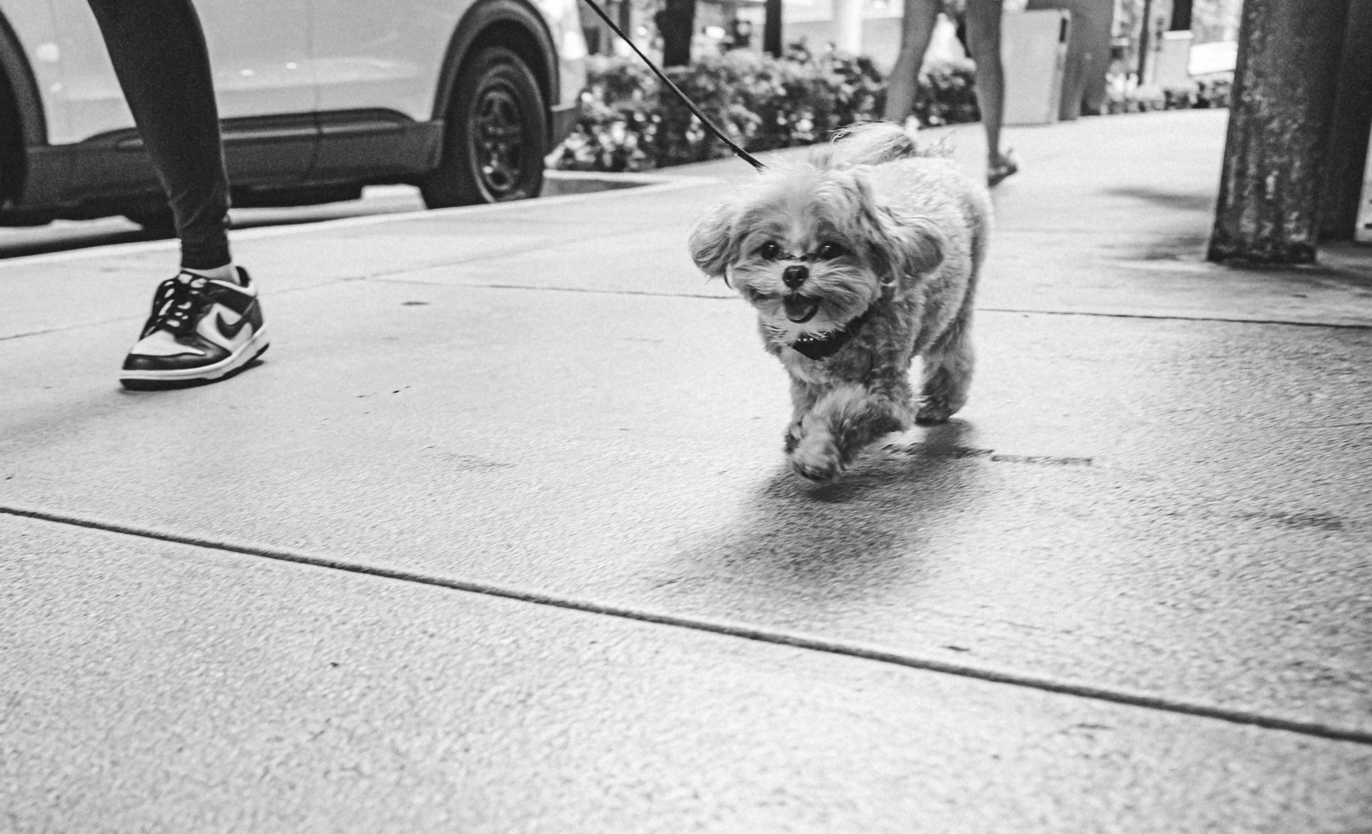 Monochrome Stride: A Small Dog Leads a Quiet City Walk