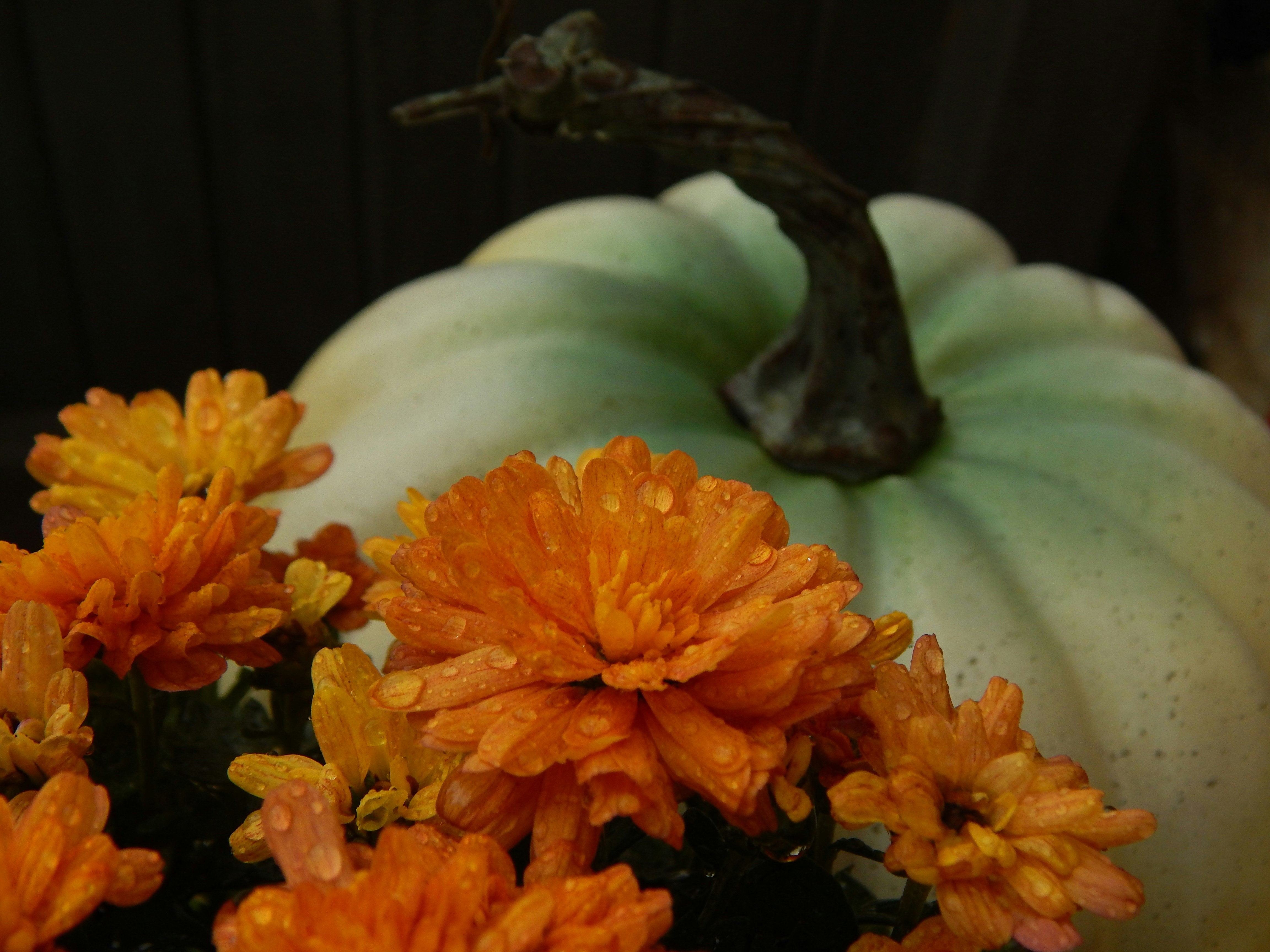 Harvest Harmony: A Floral Embrace