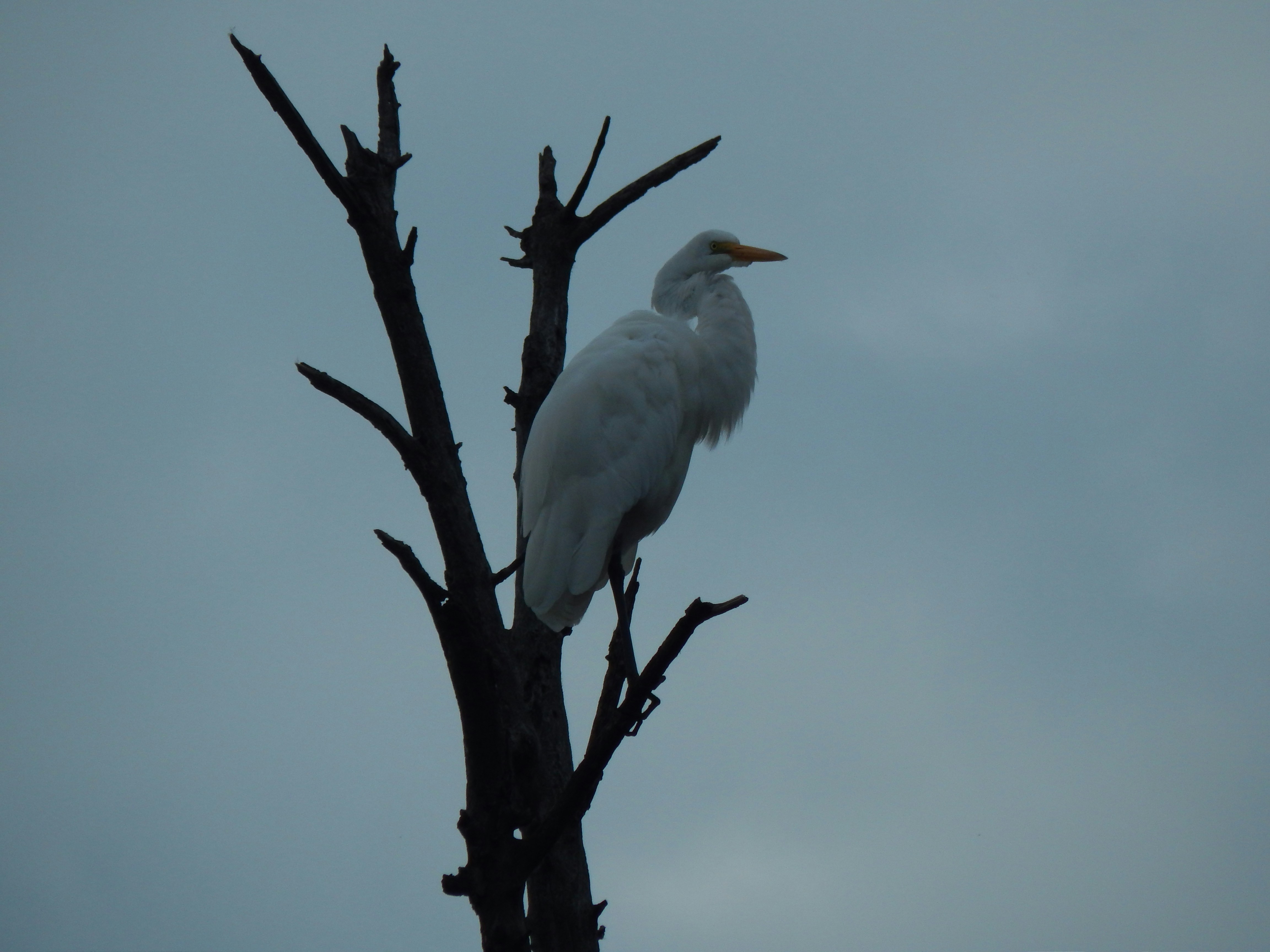 A white bird perched on top of a tree photo – Free Horicon Image on ...