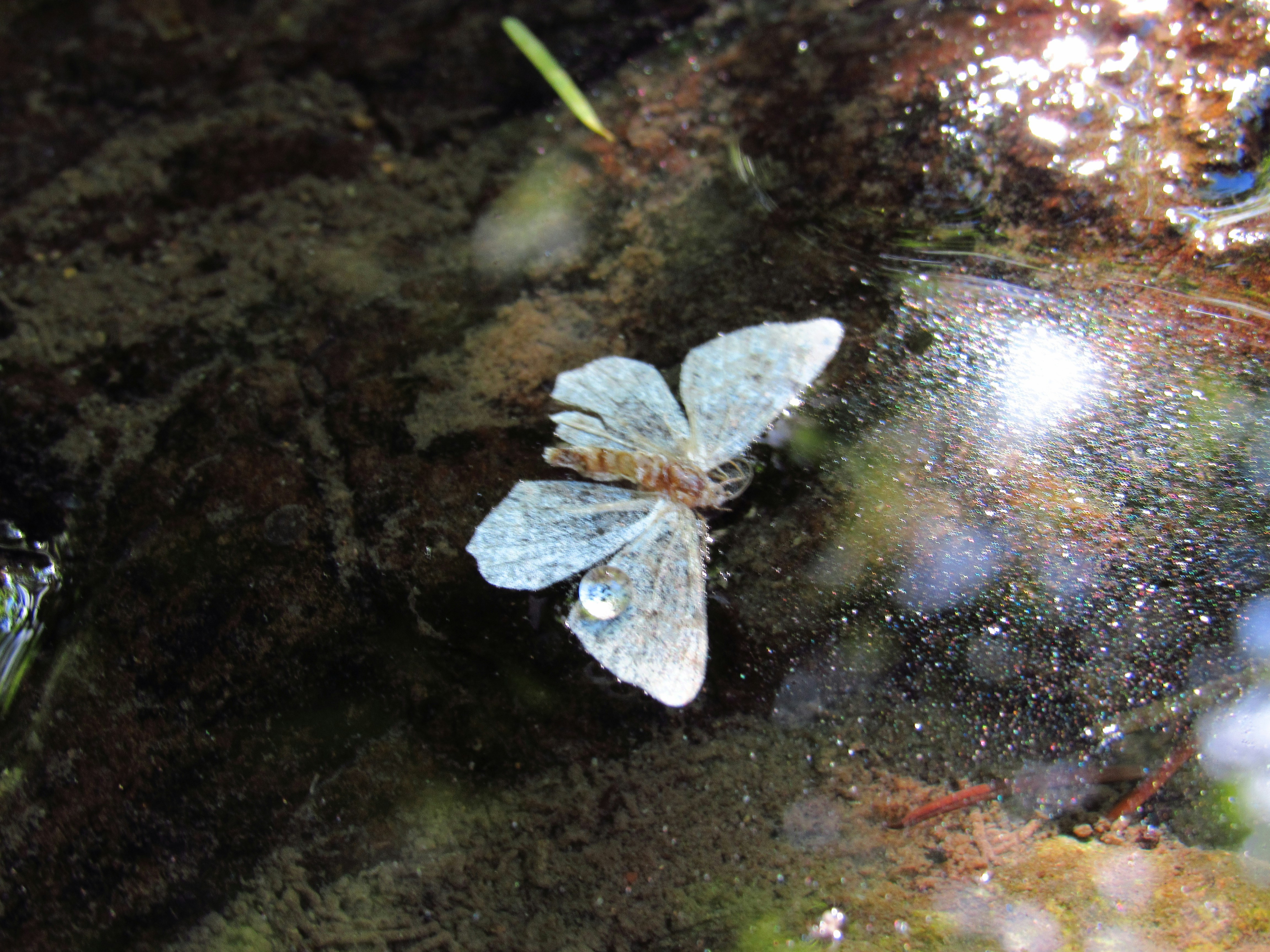 Dusty White Moth on a Gleaming Mud-Pooled Mirror
