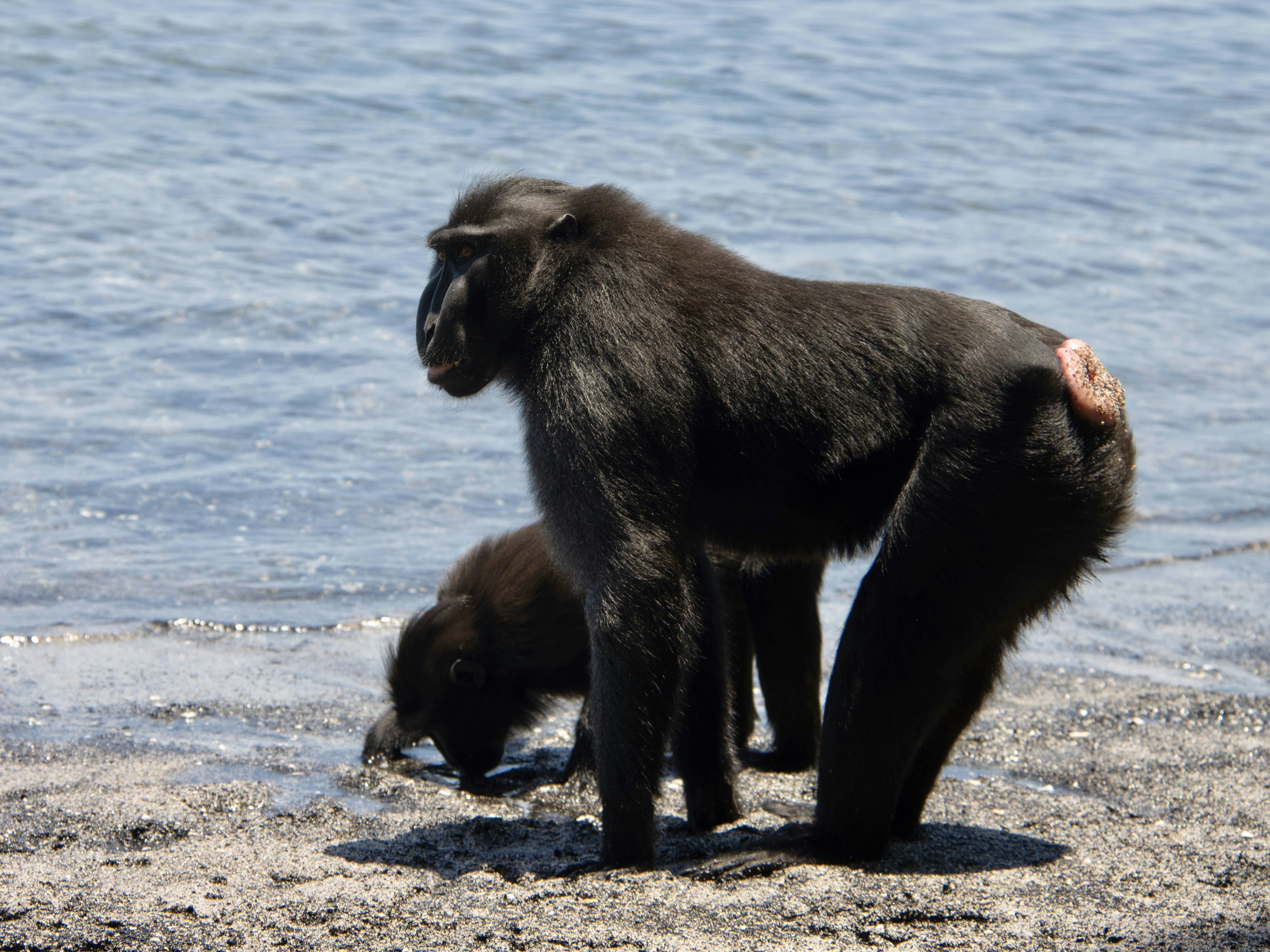 500+ Black Monkey Pictures [HD] | Download Free Images on Unsplash