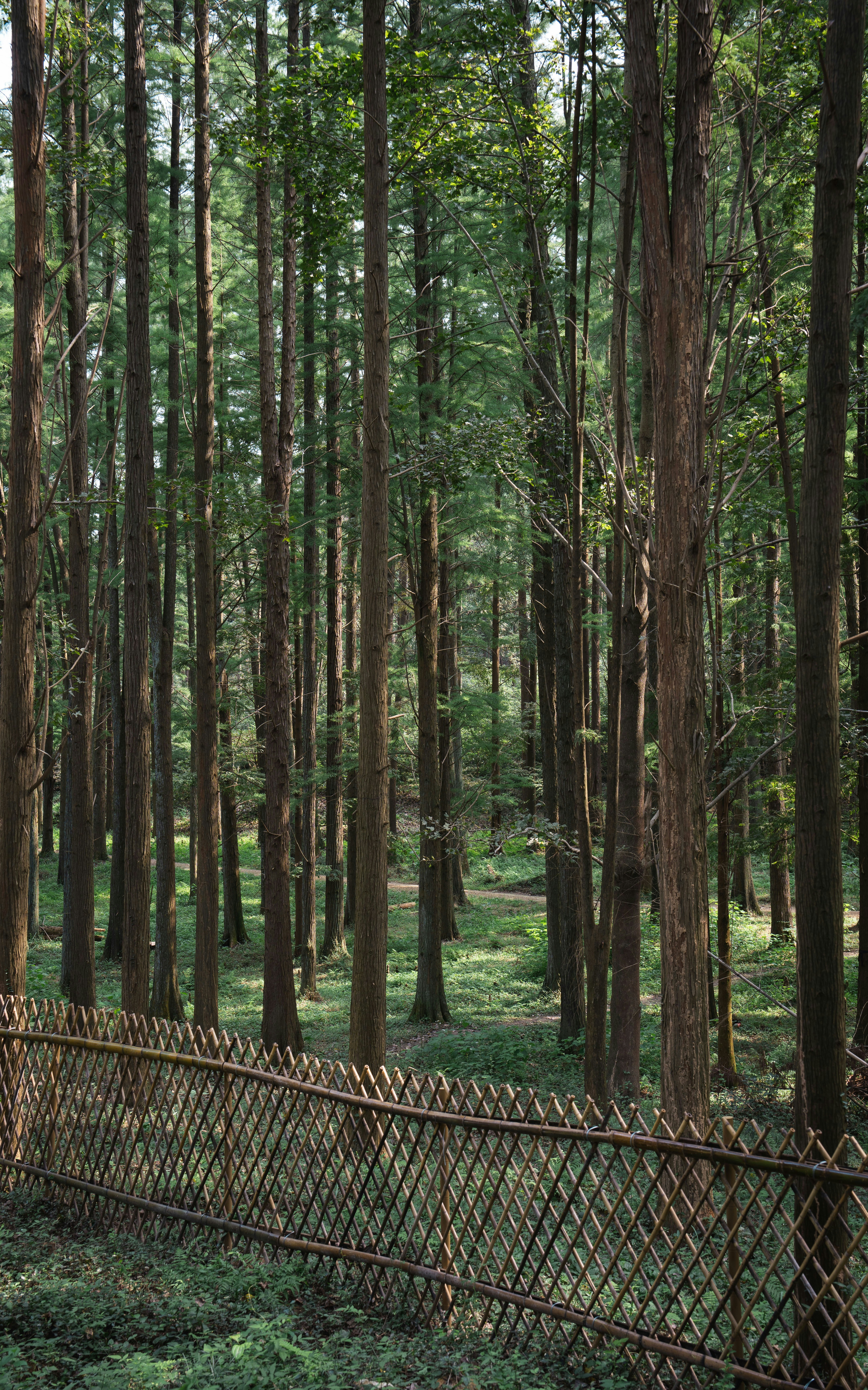 Forest Frame: Pines, Light, and a Woven Fence