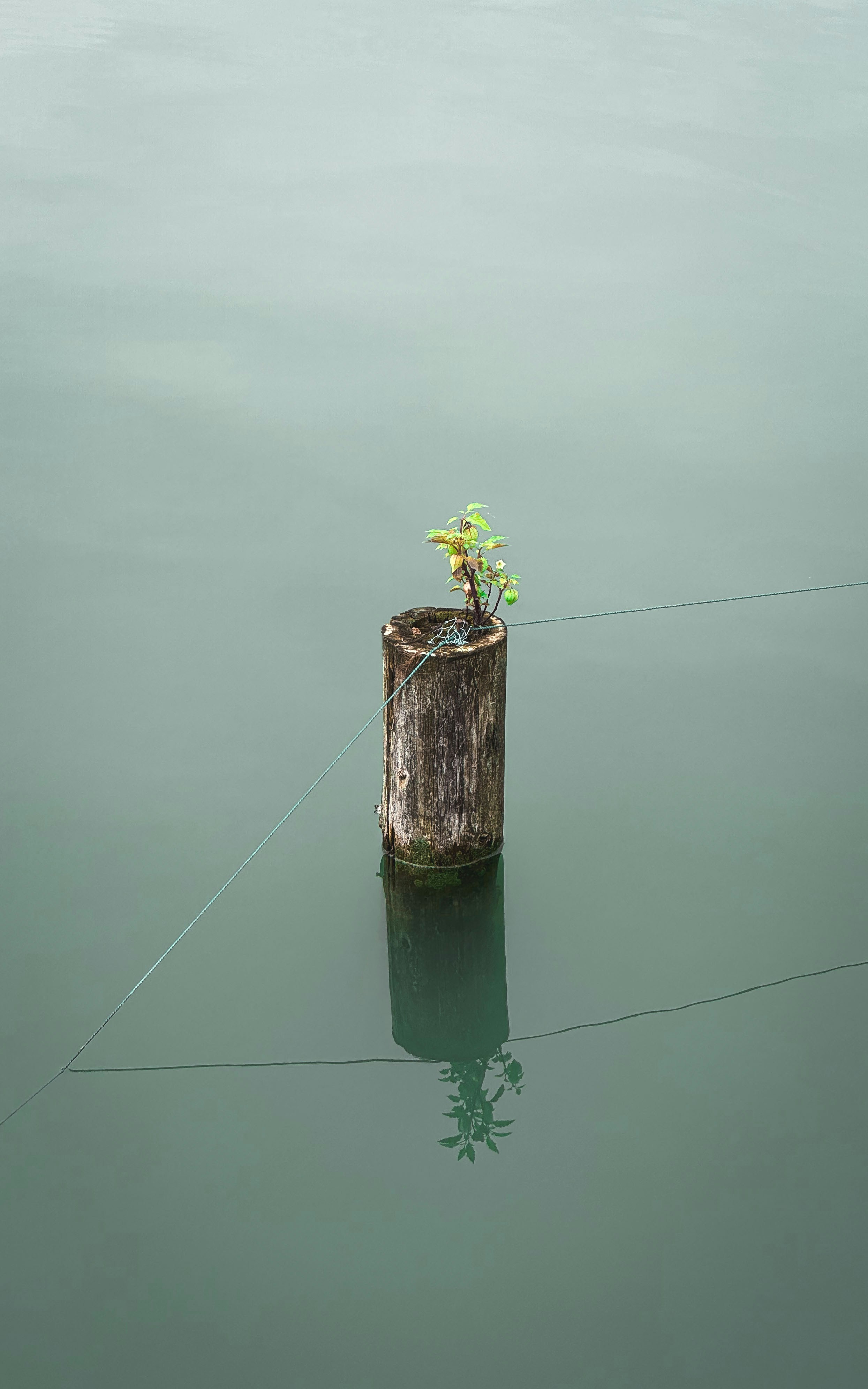 A tree stump in the middle of a body of water photo – Free China Image ...