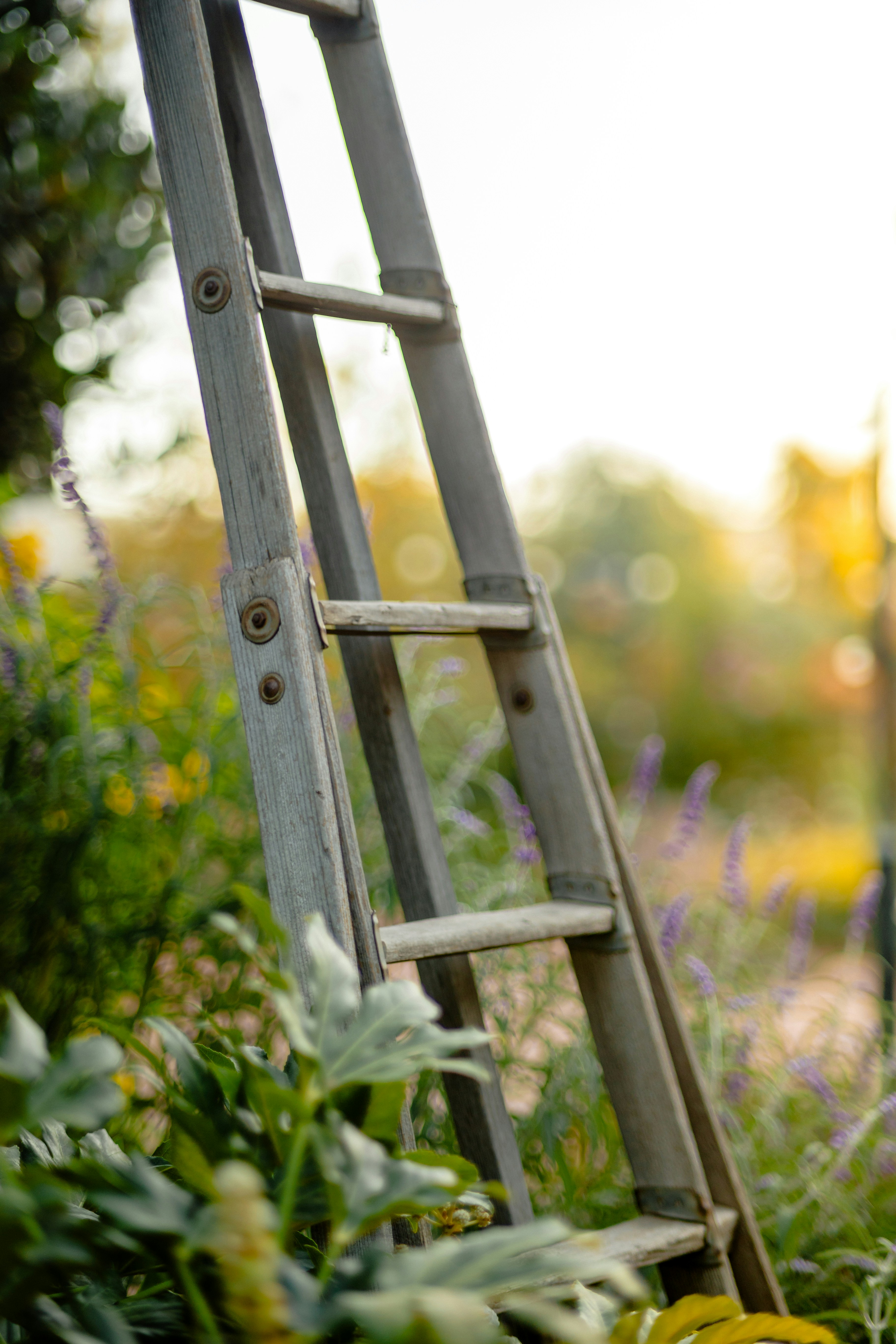 A wooden ladder sitting in the middle of a garden photo – Free Garden Image on Unsplash