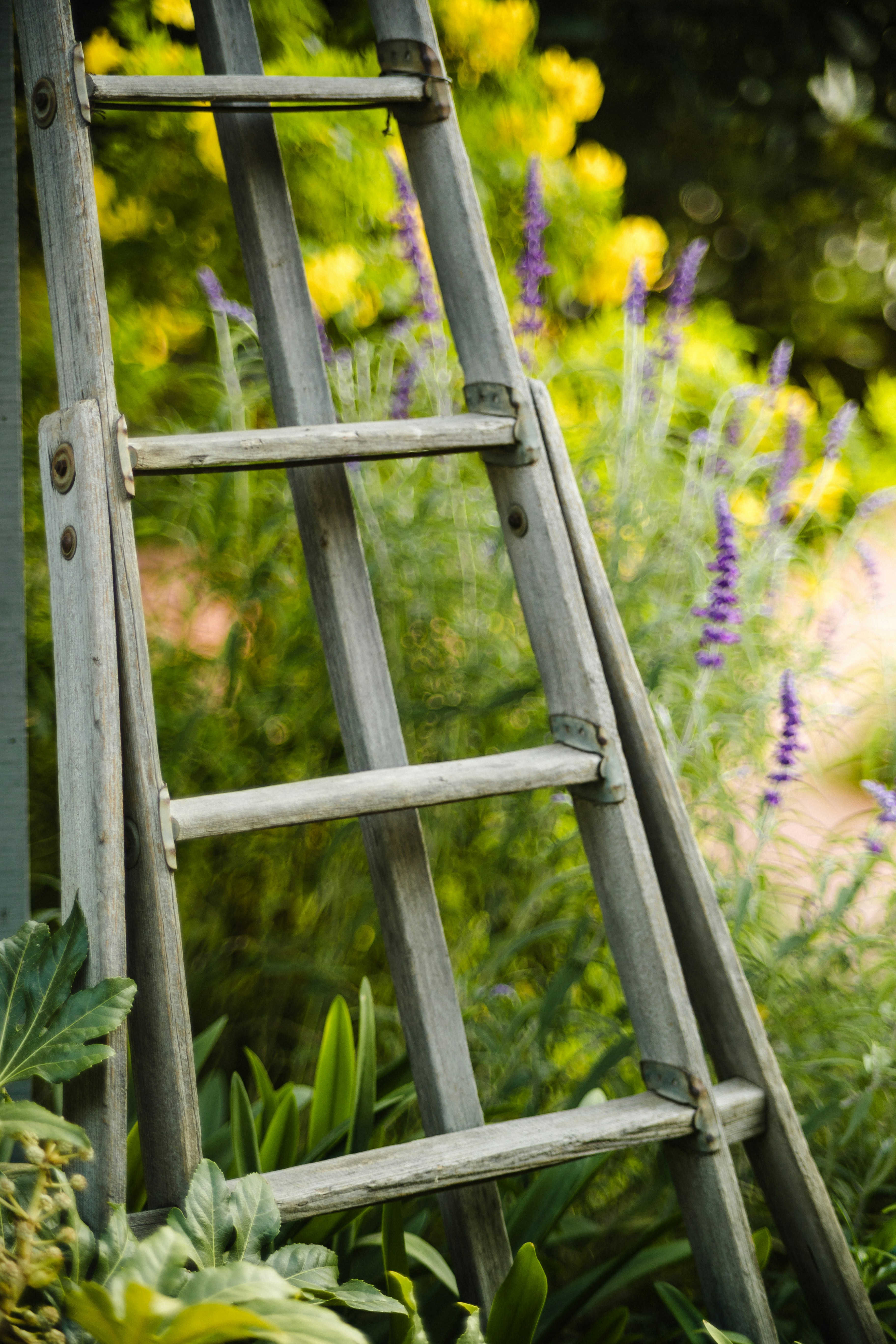 Weathered Ladder in a Sunlit Garden Border