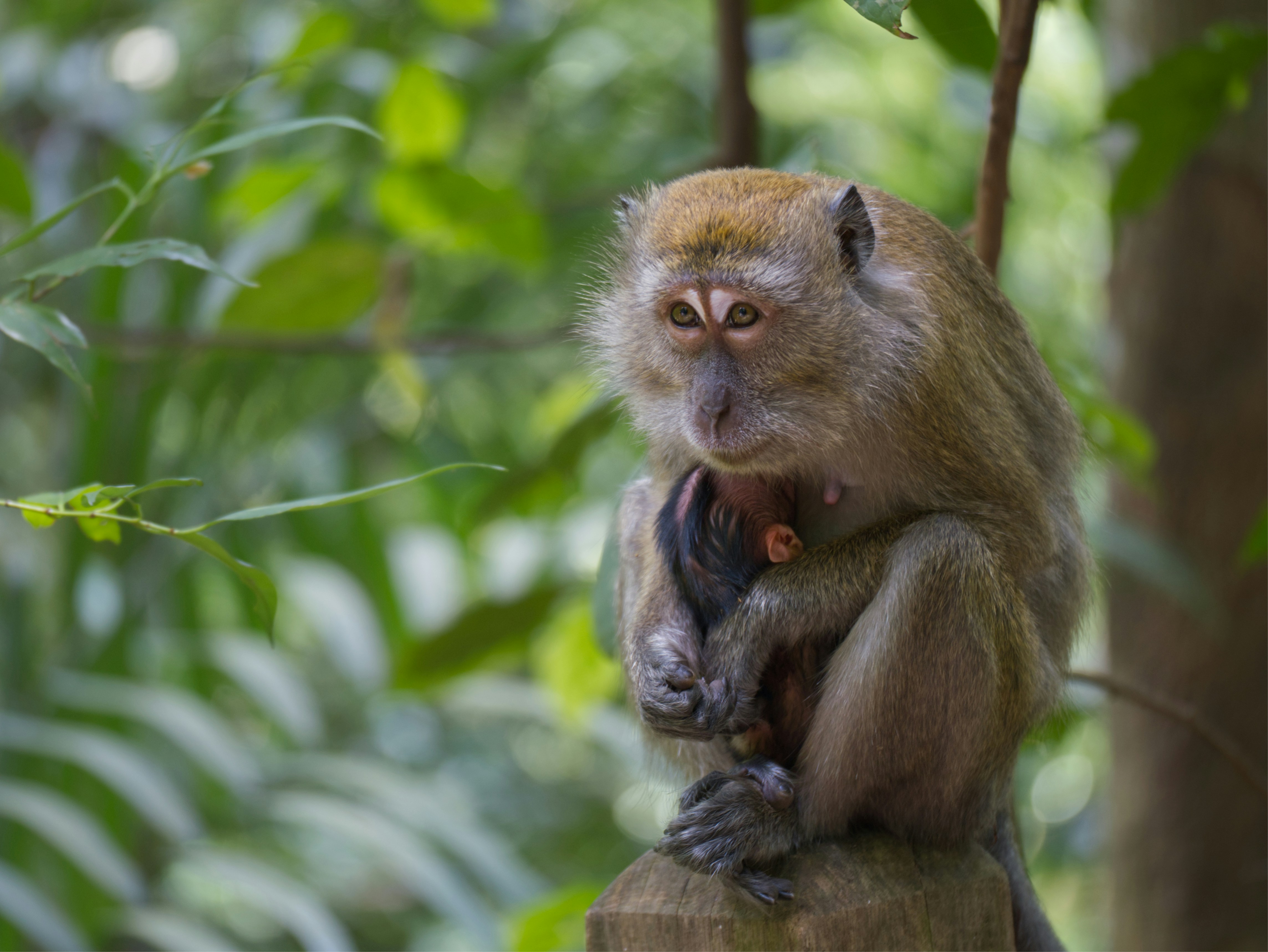 A monkey sitting on top of a tree branch photo – Free Bukit timah ...