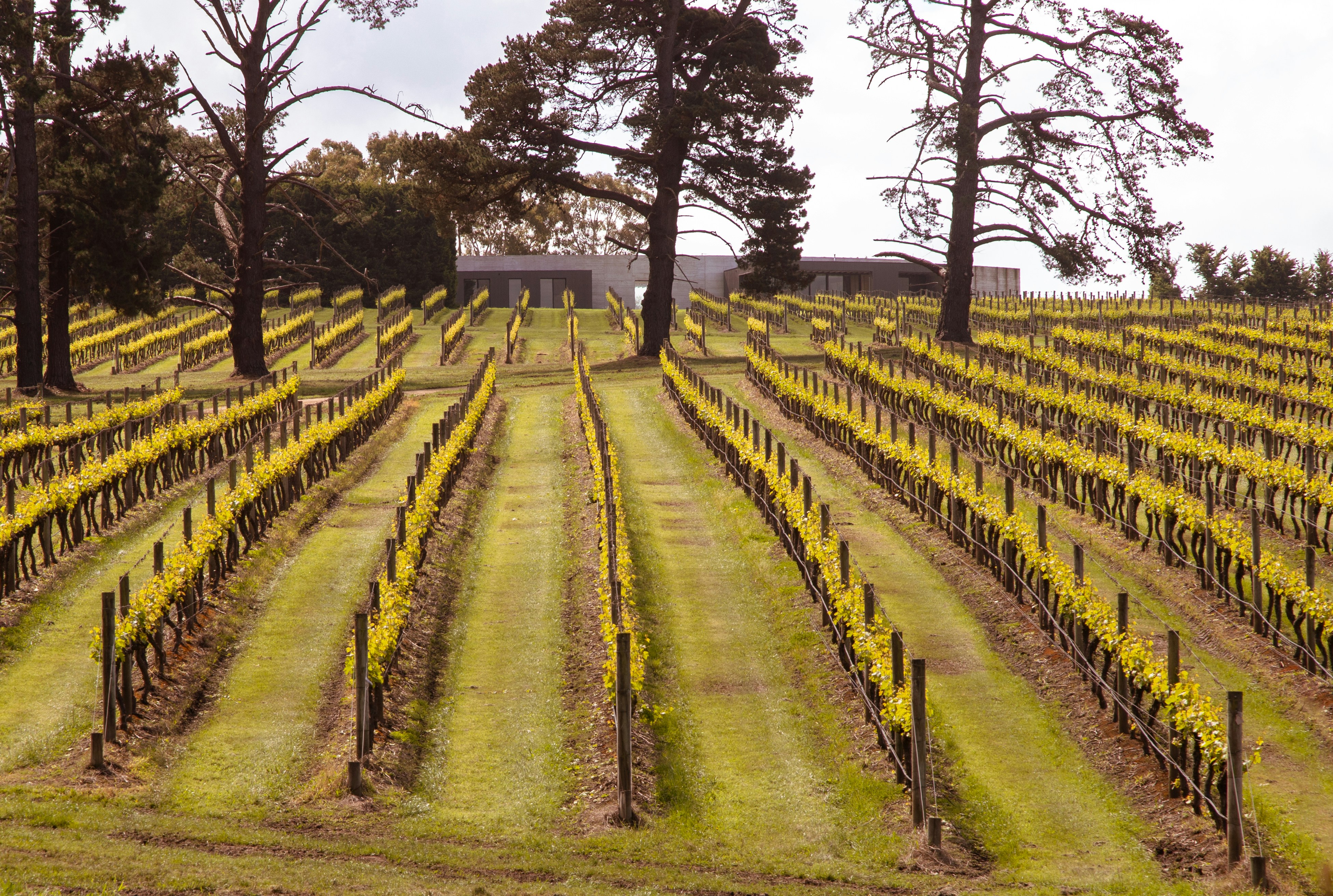 Golden Aisles: Vineyard Rows Reaching a Quiet Horizon