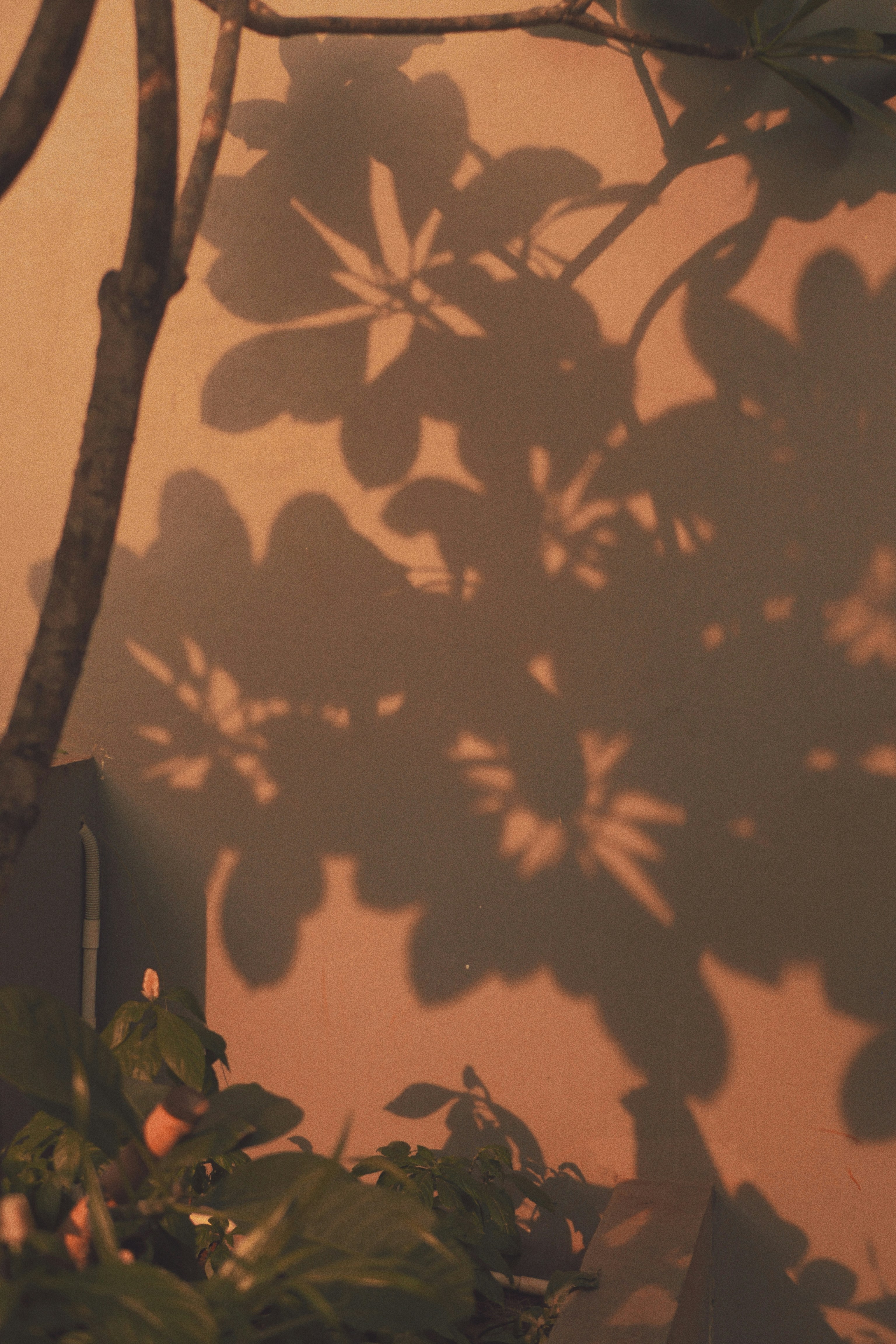 Shadow Play on a Warm Wall