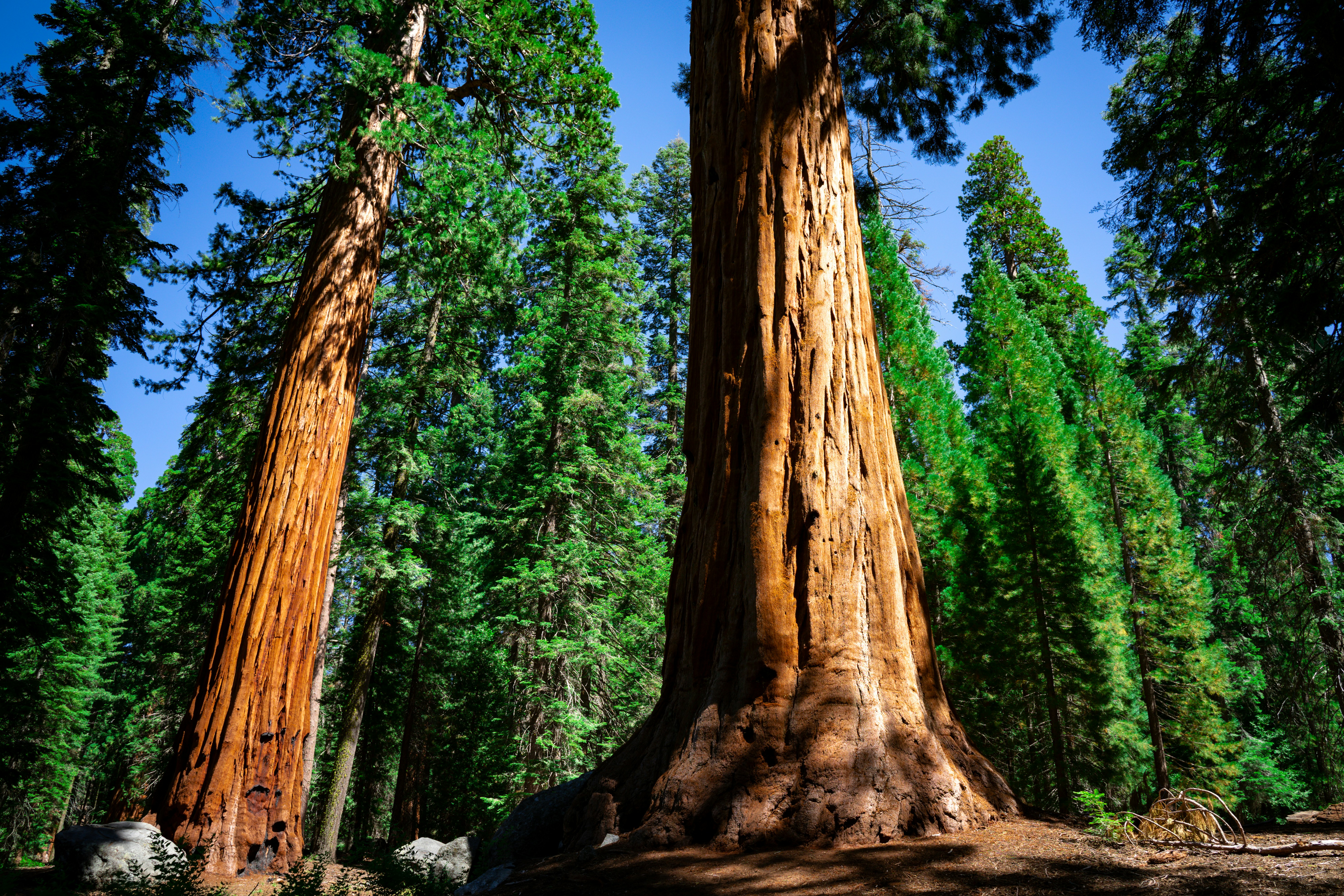Majestic Giants: A Sequoia's EmbraceTaisia Karaseva