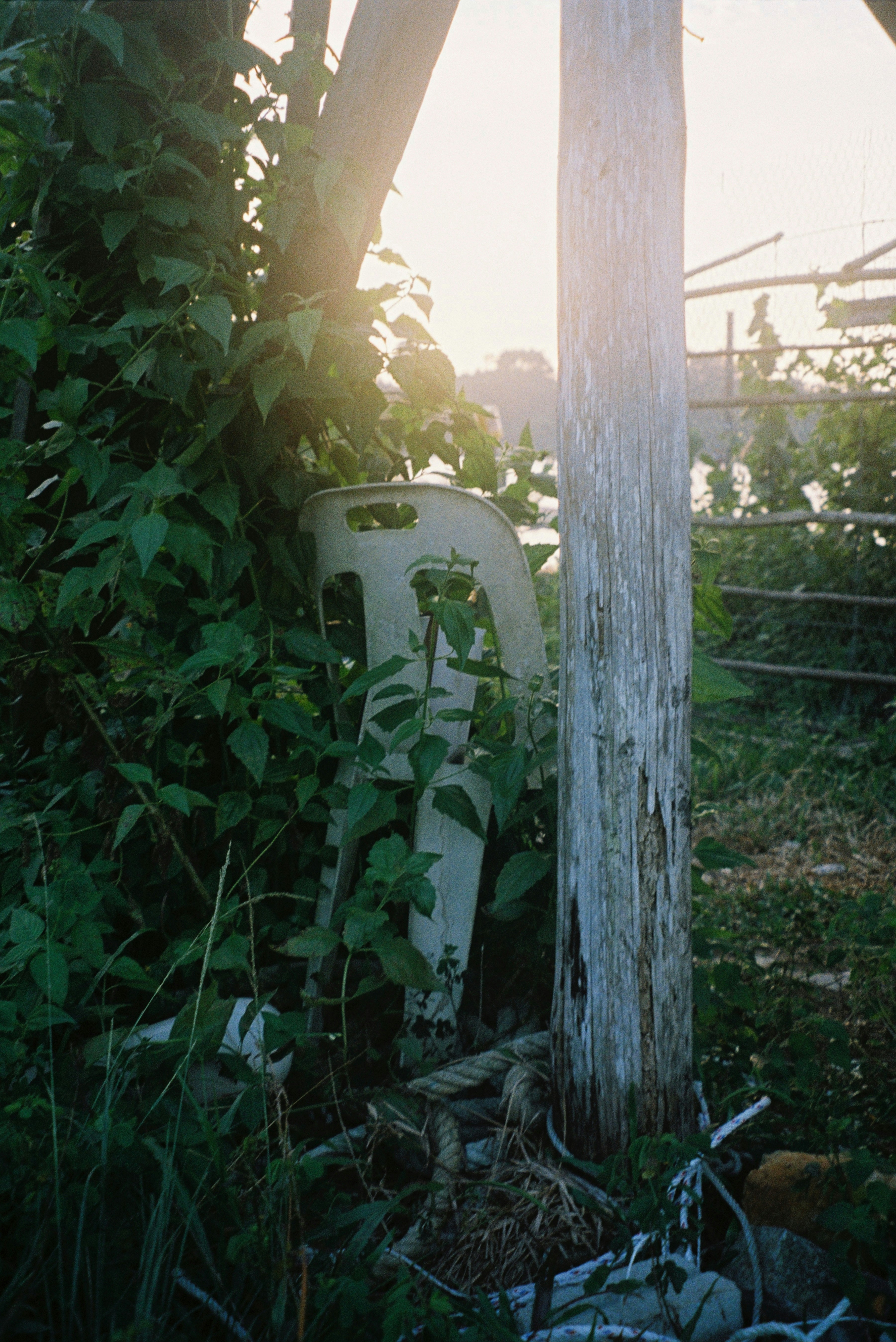 Ivy-Clad Post and Aged Chair in Warm Dusk Light