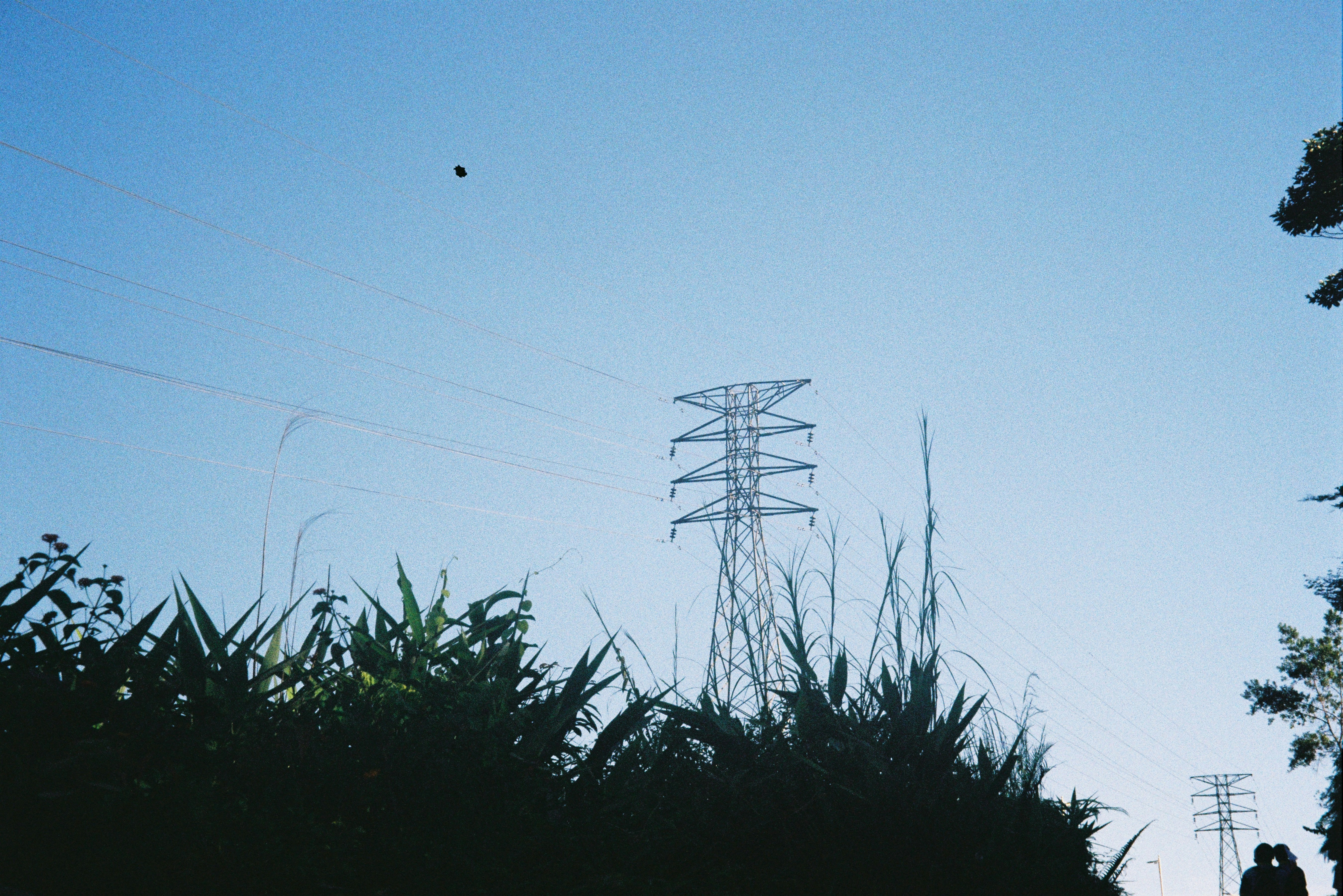 Horizon Wires: Transmission Tower Amid Quiet Bush Silhouette