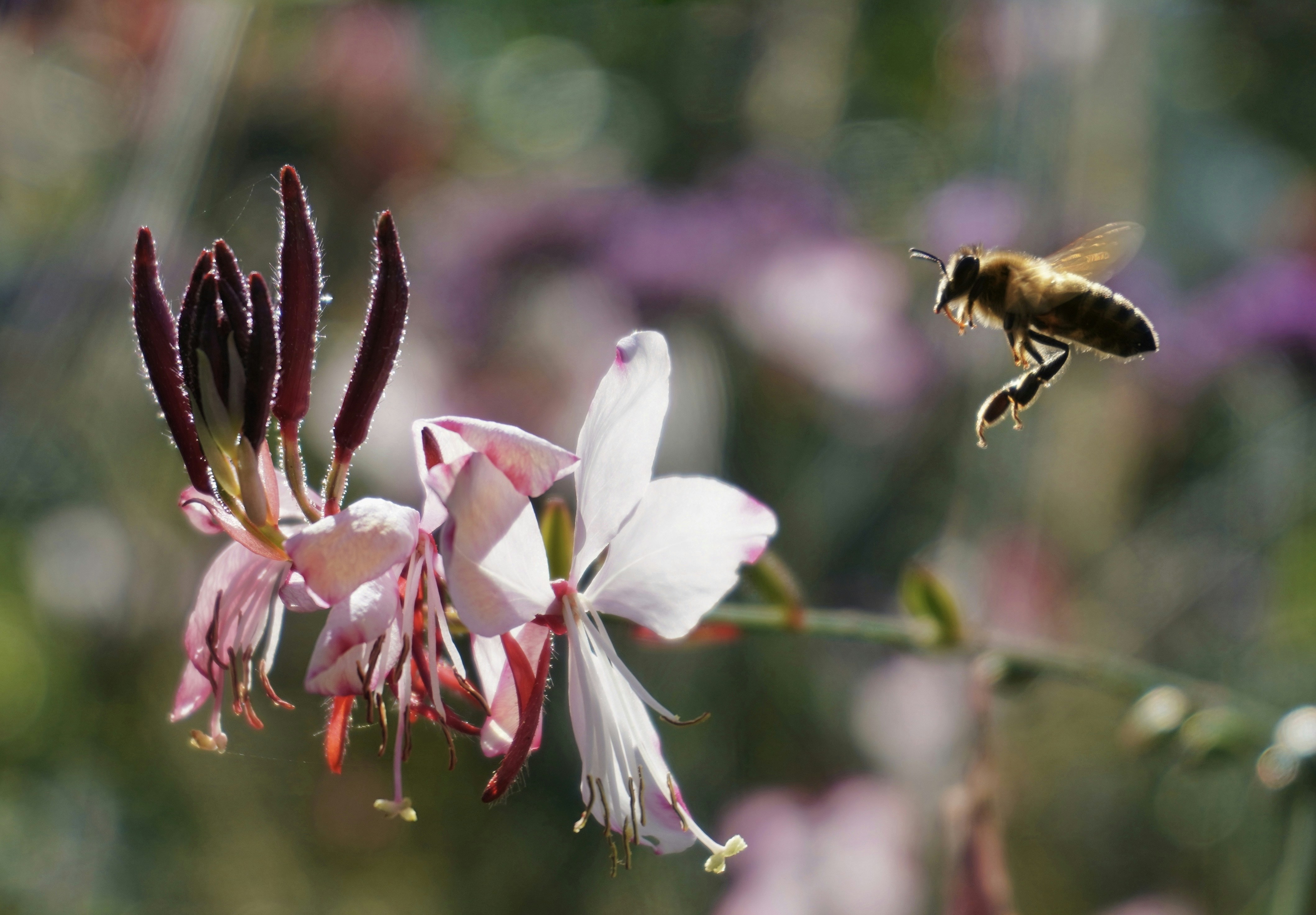 A bee flying towards a flower with a blurry background photo – Free Bee ...