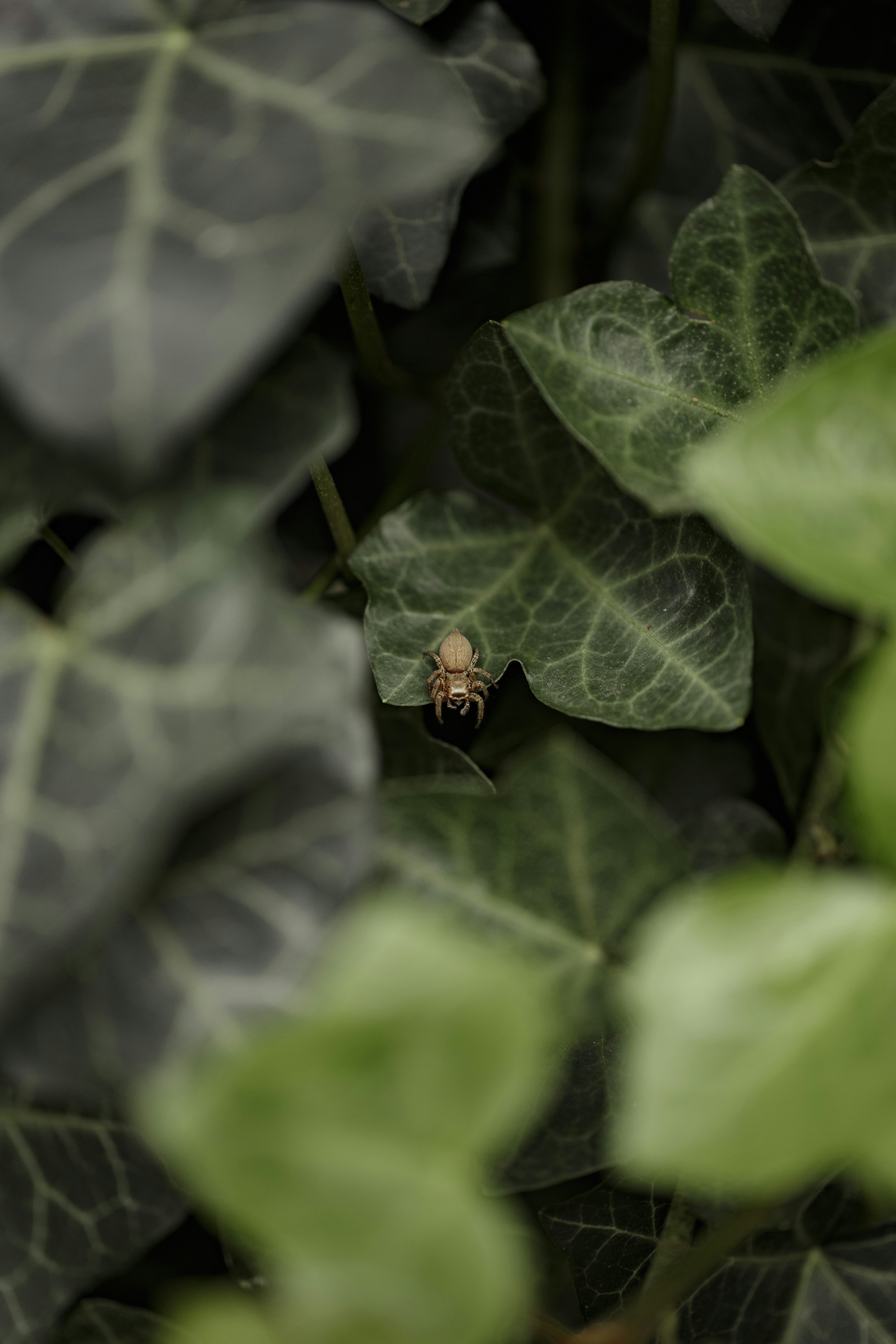Hidden Warrior: A Tiny Spider Emerges from Ivy Veil