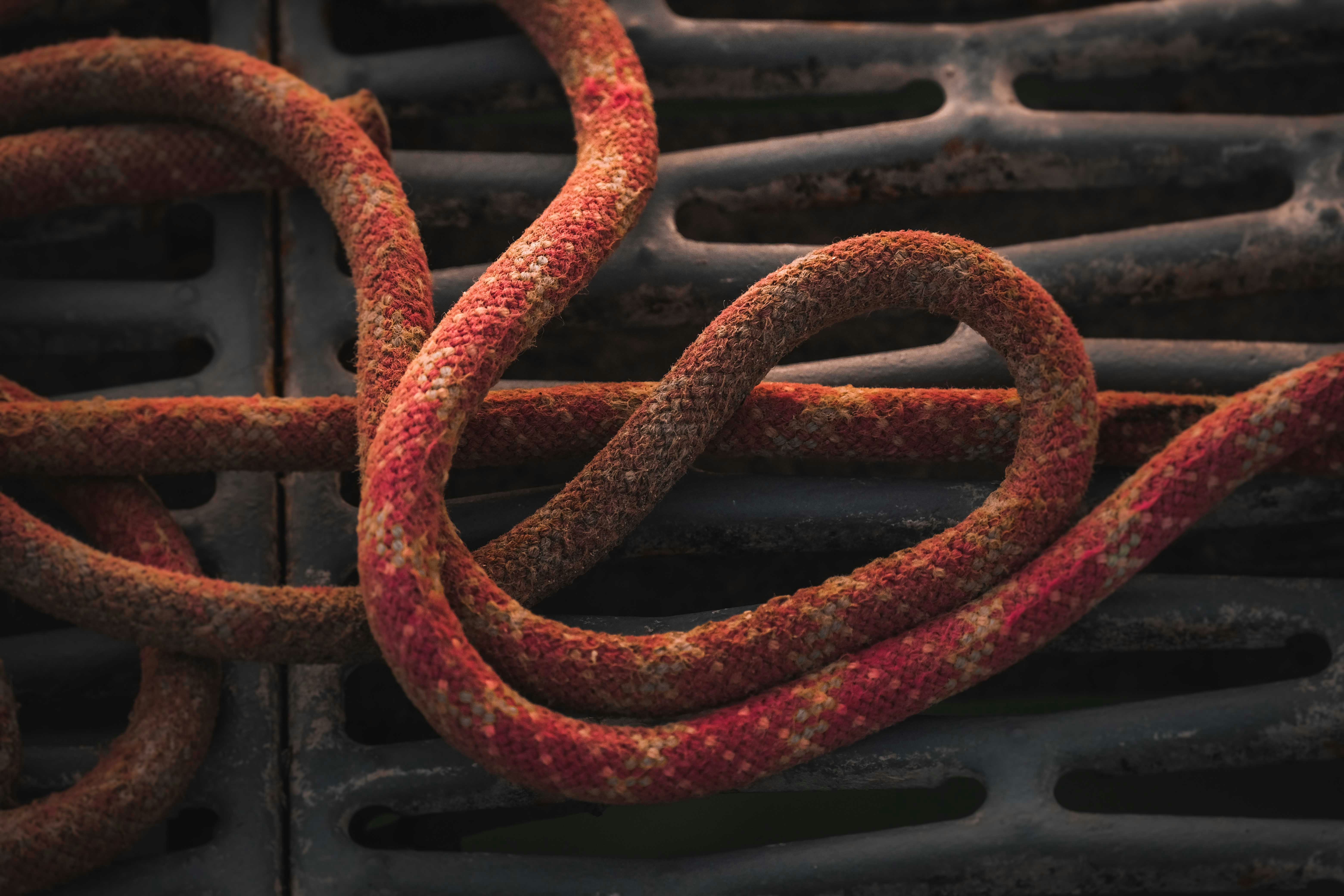 A close up of a snake on a grill photo – Free Animal Image on Unsplash