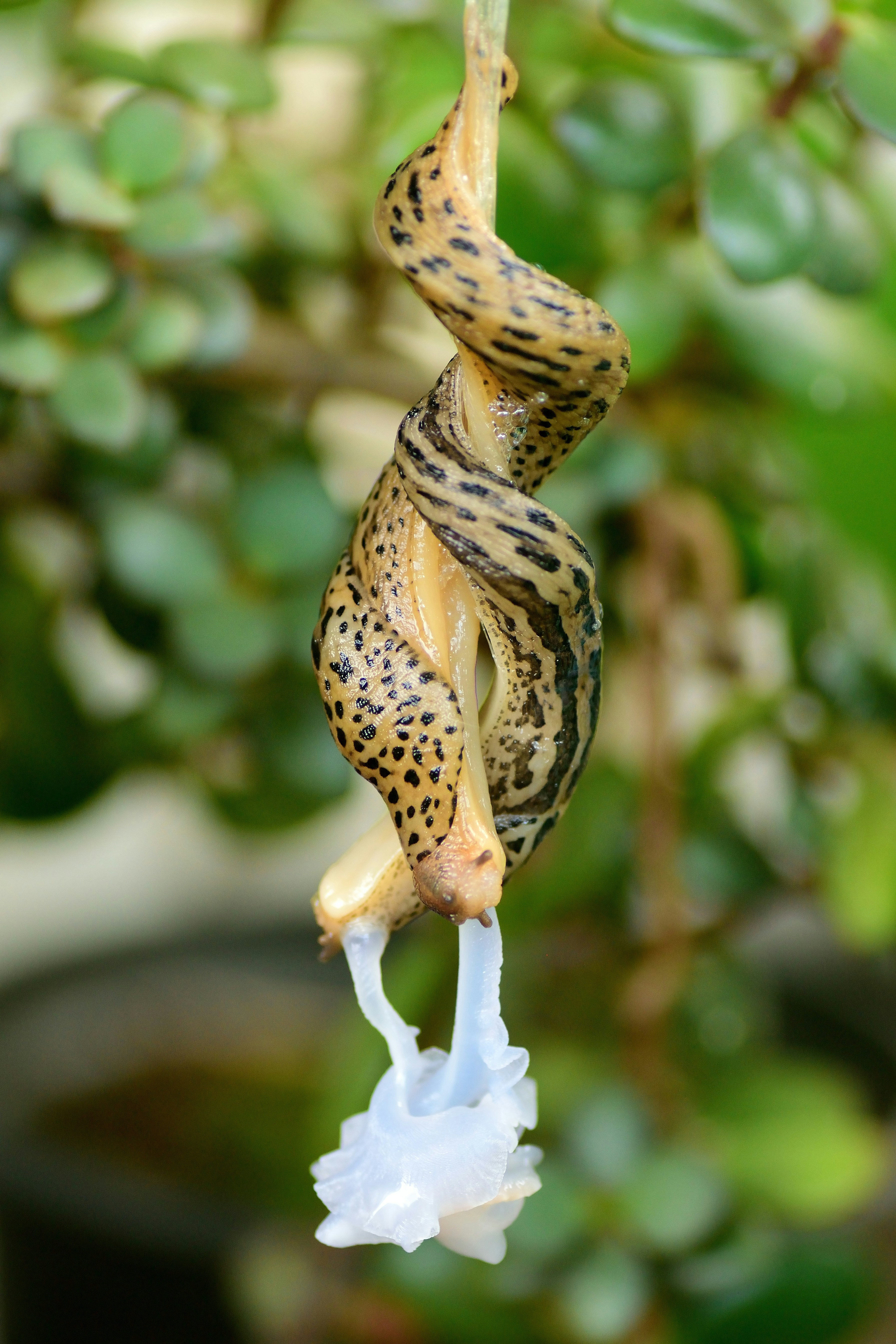 Photo by Nicolas Brulois with Nikon D5300