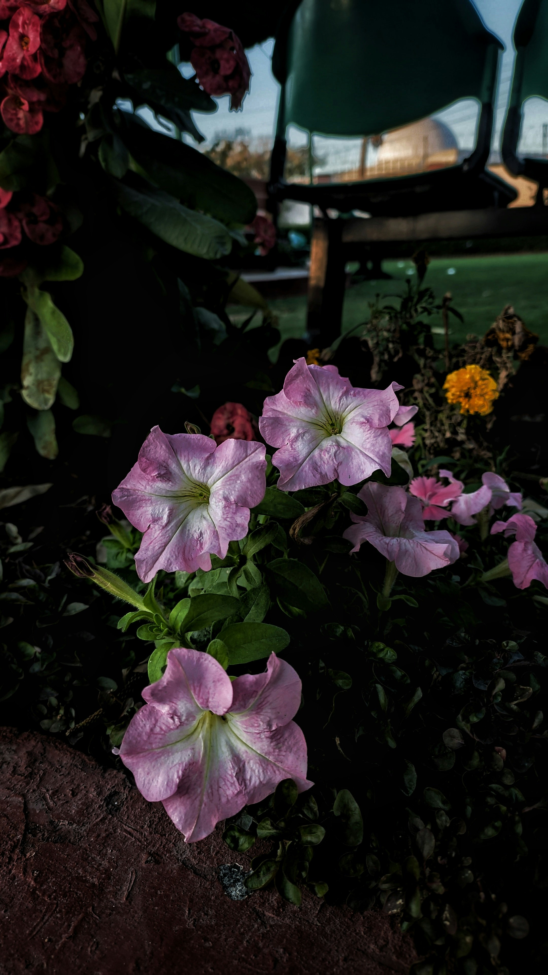 Petals in the Shade: Pink Morning Flowers Amid Garden Depths