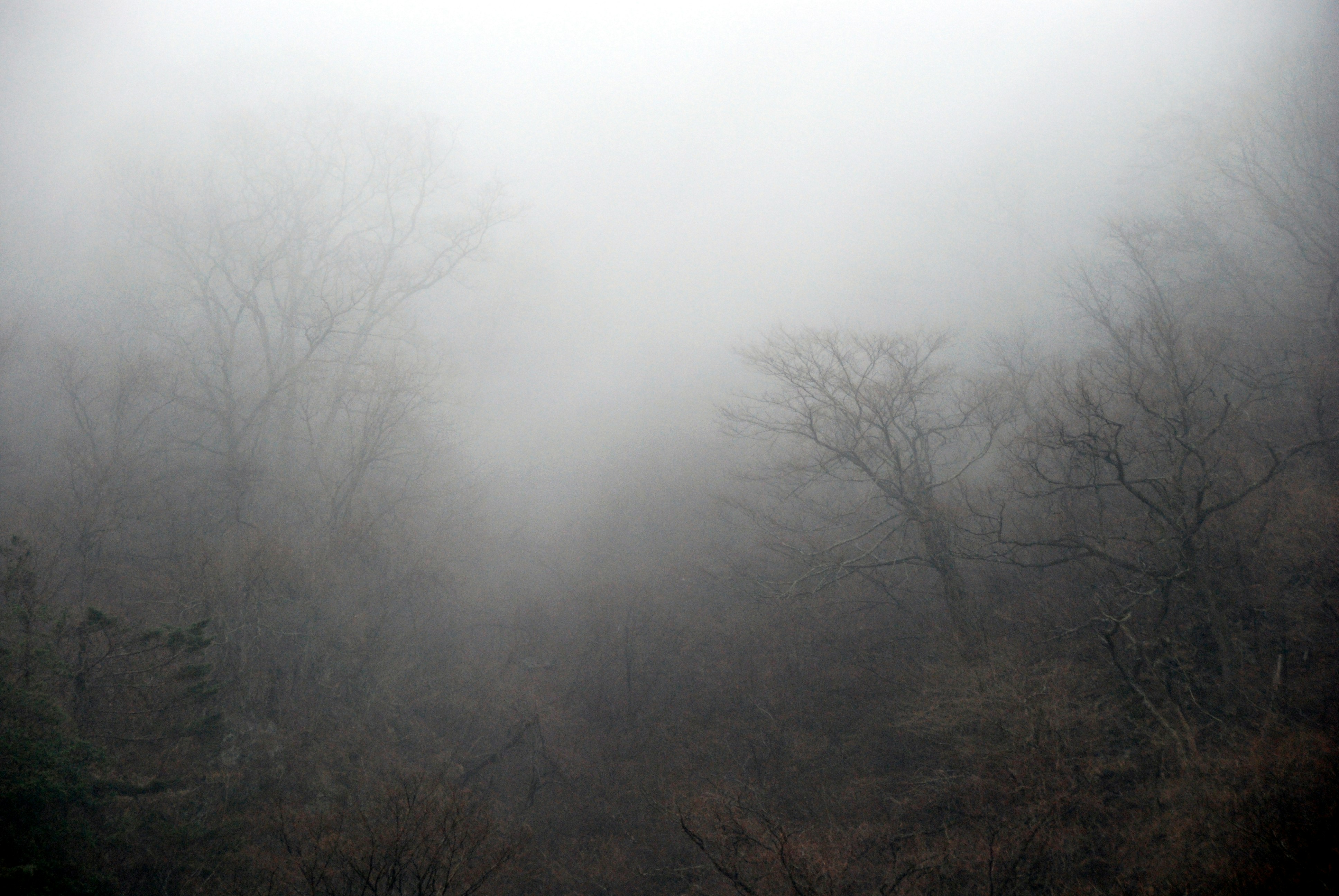 Winter fog, winter, fog, trees, trees in fog