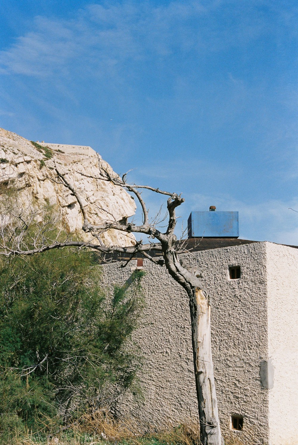Un arbre qui se tient devant un bâtiment photo – Photo Marseillais ... Un arbre qui se tient devant un bâtiment photo – Photo Marseillais ...