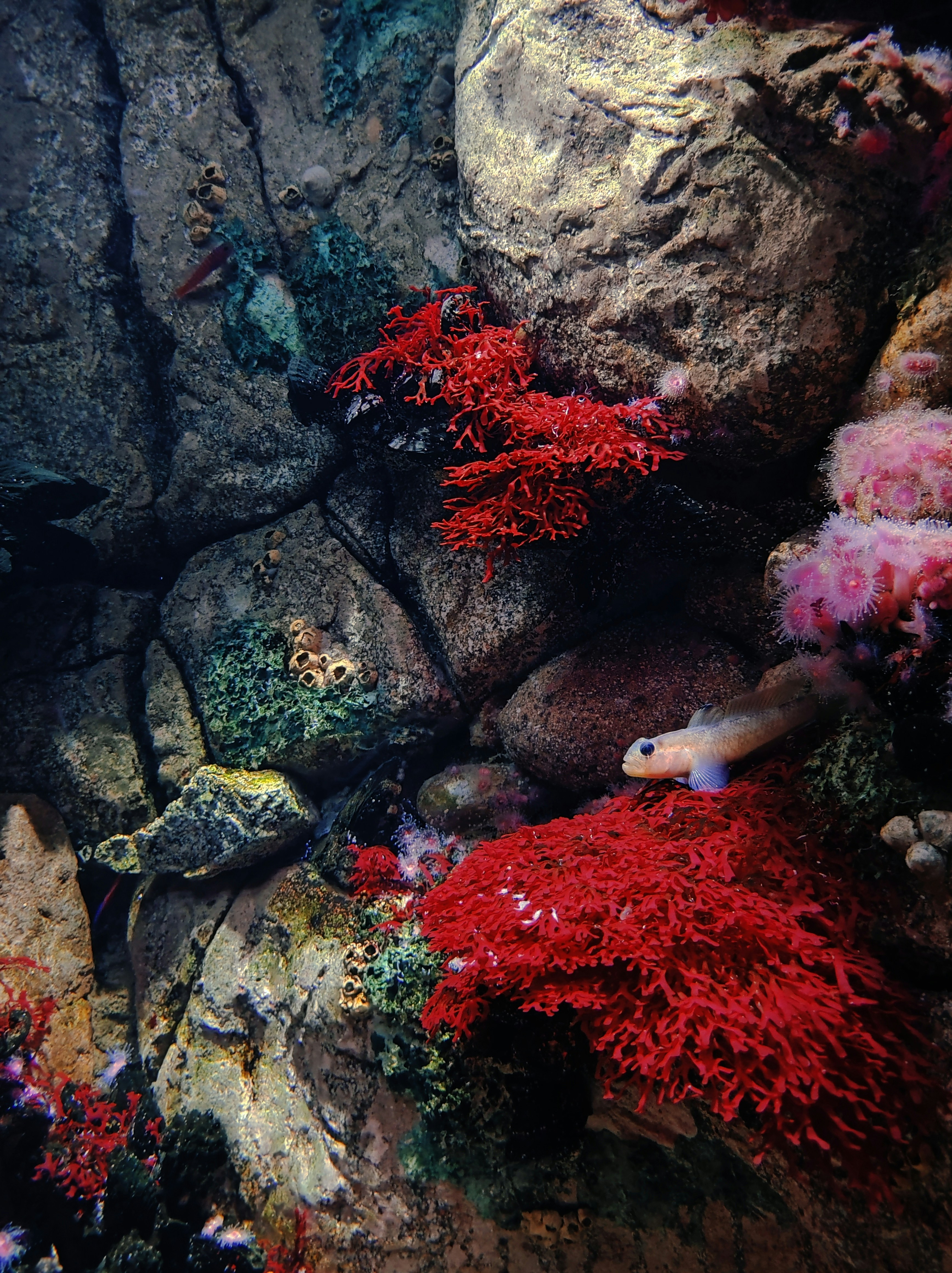Vibrant coral formations in various hues surround a small fish nestled among rocks on the ocean floor.