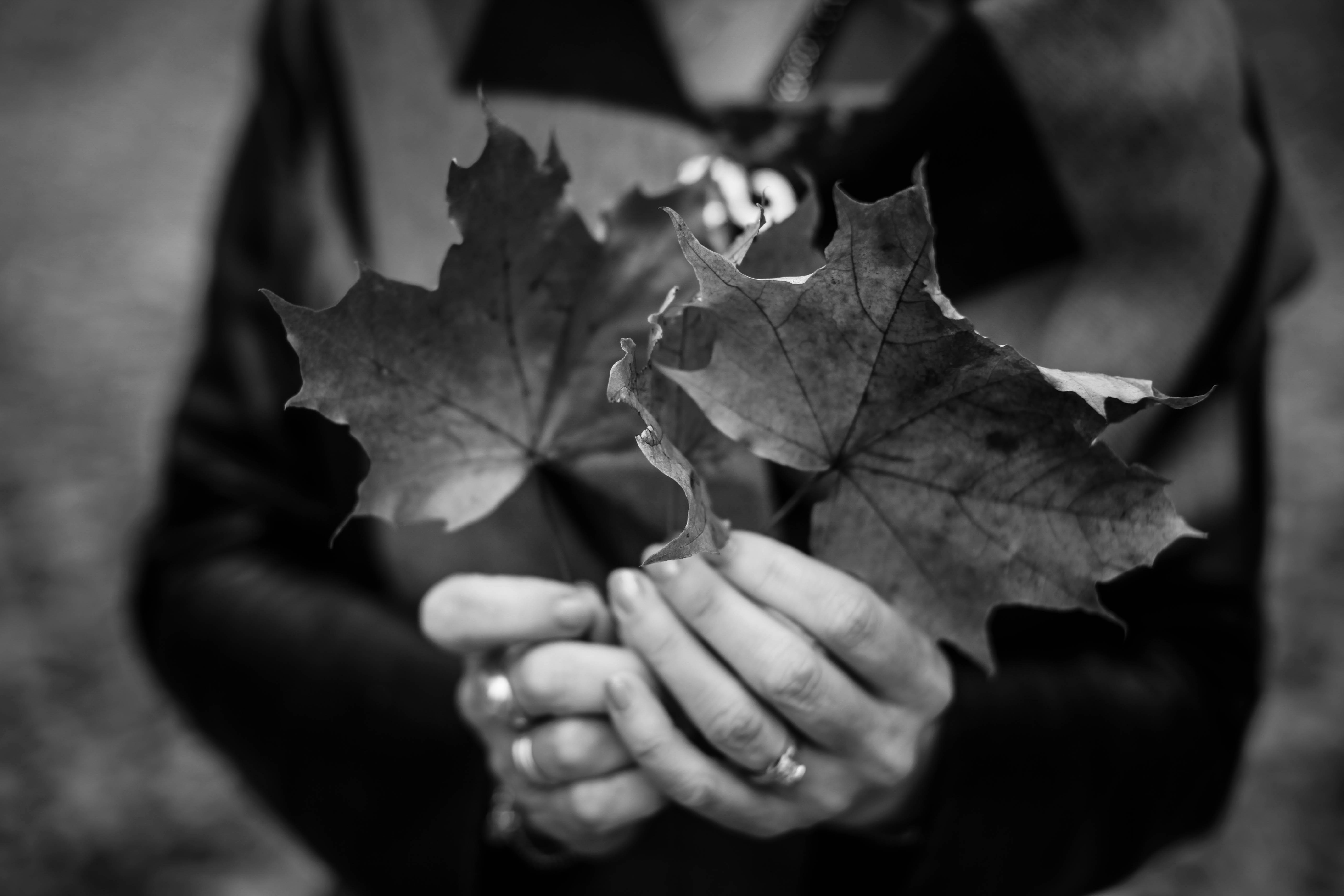 Monochrome Maple: The Quiet Gesture of Fall