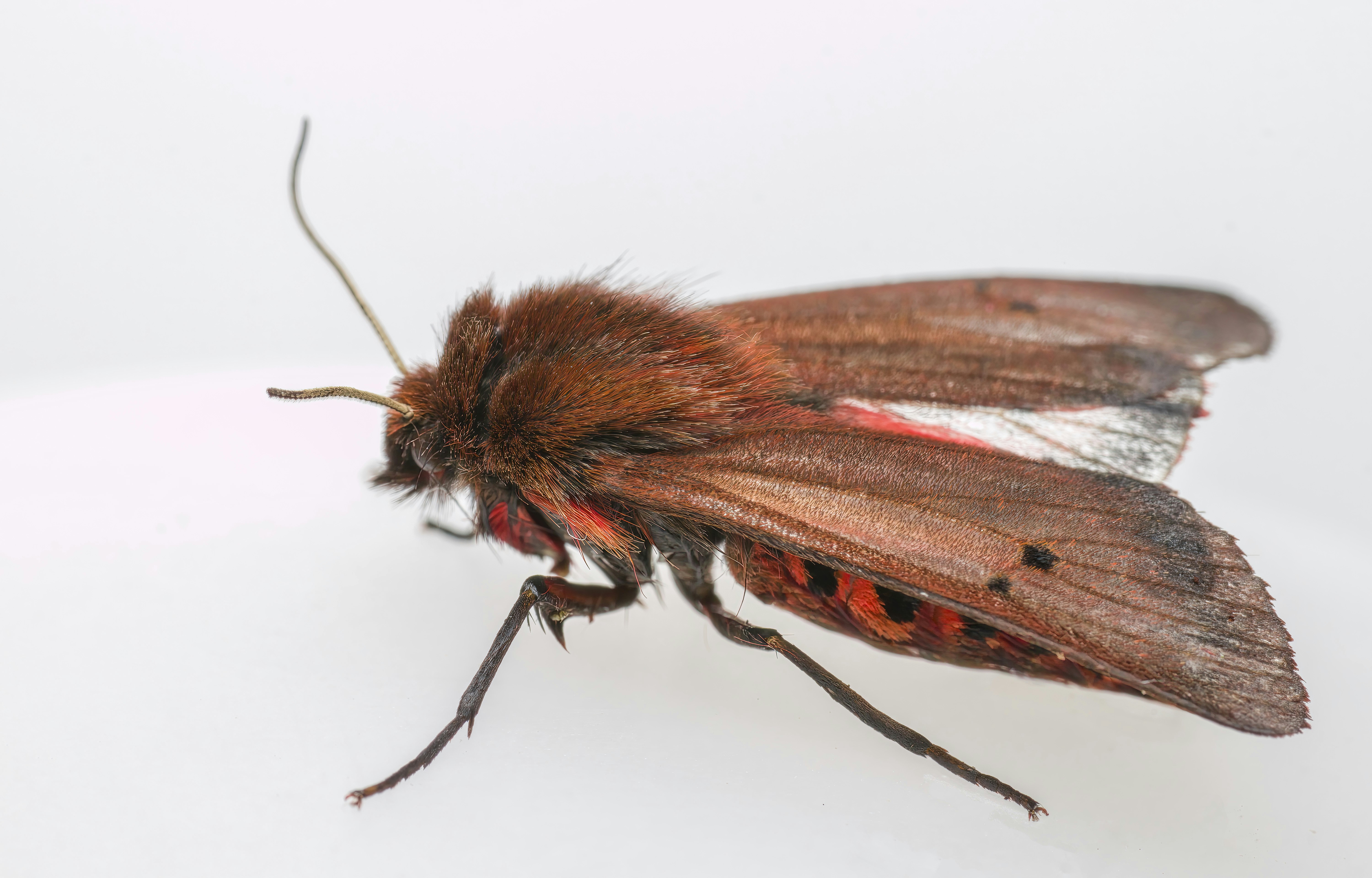 A close up of a moth on a white surface photo – Free Animal Image on ...