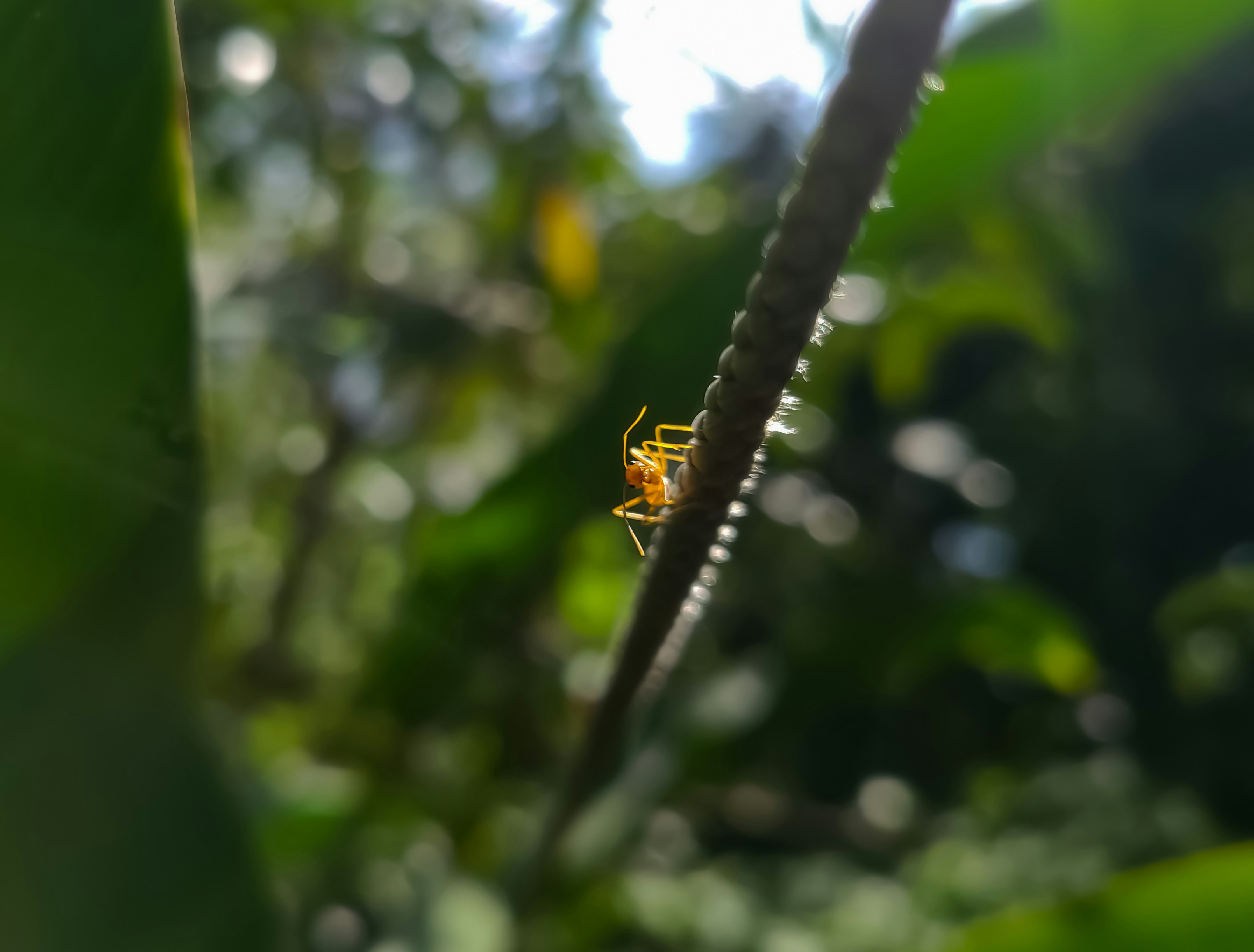 Golden Orb Weaver: A Tiny Acrobat on a Golden Thread