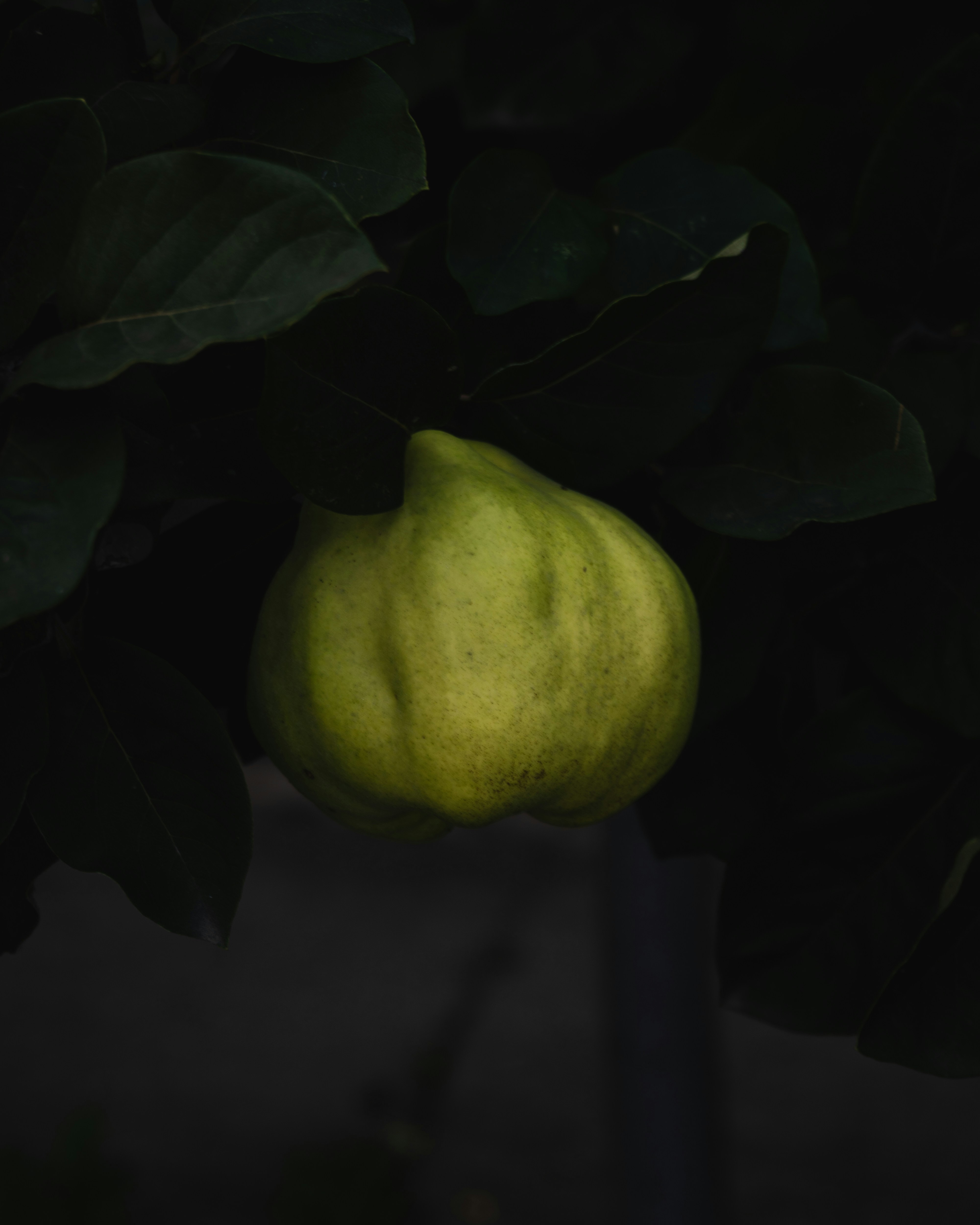 Solitary Quince Under Veiled Light