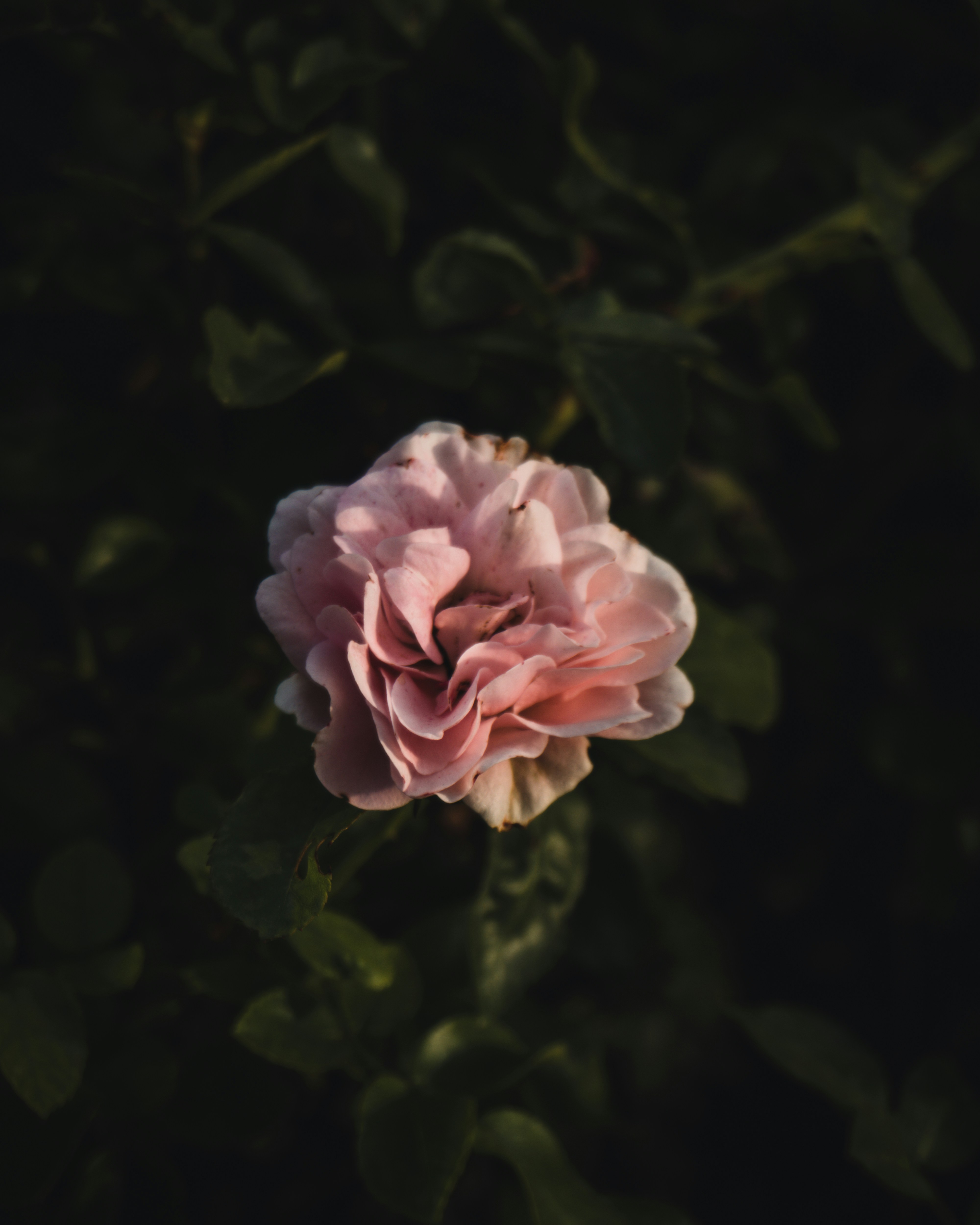Velvet Pink Rose in a Shadowed Garden