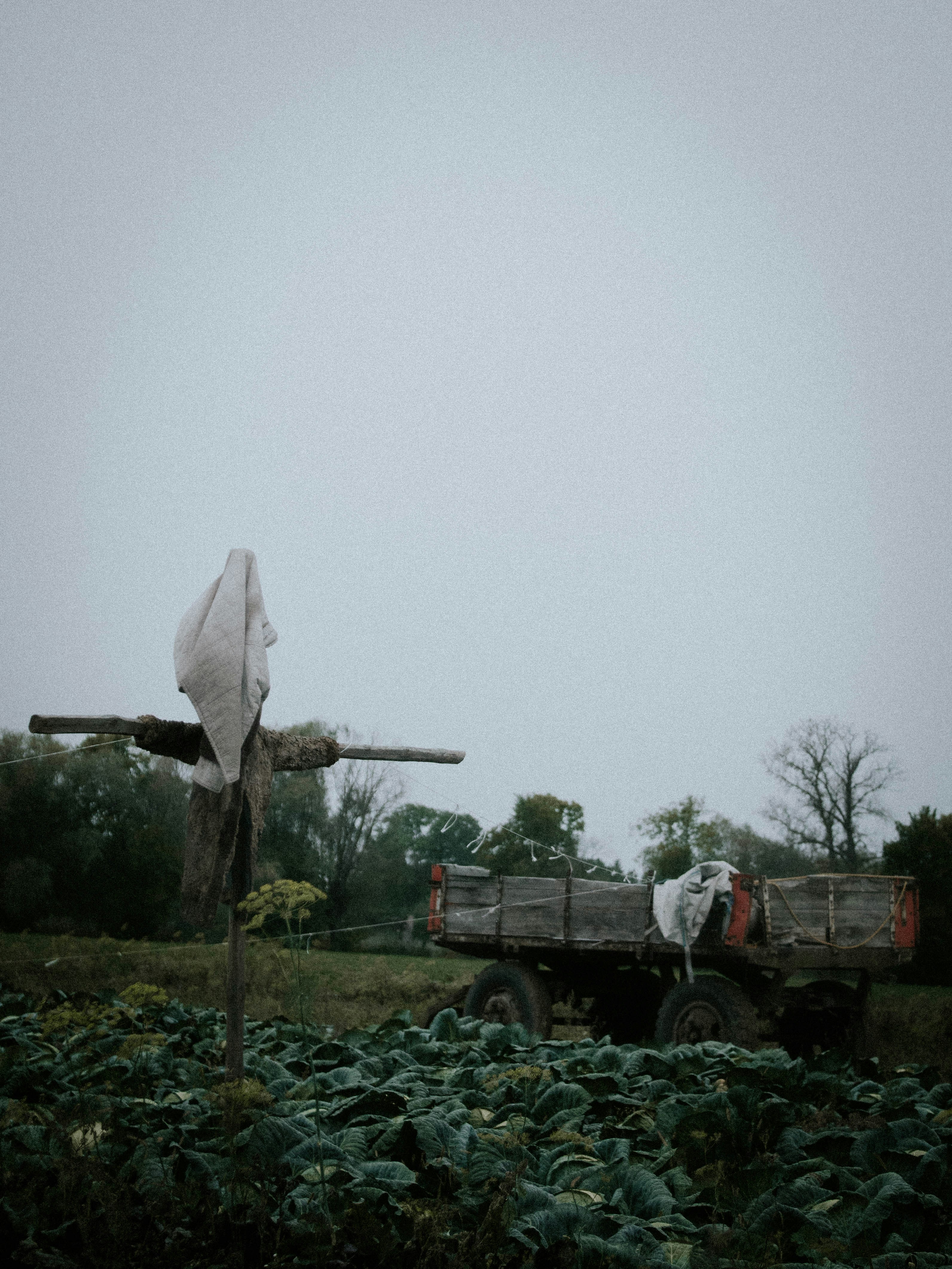 Drying Cloth on a Wooden Cross: A Quiet Farm Portrait