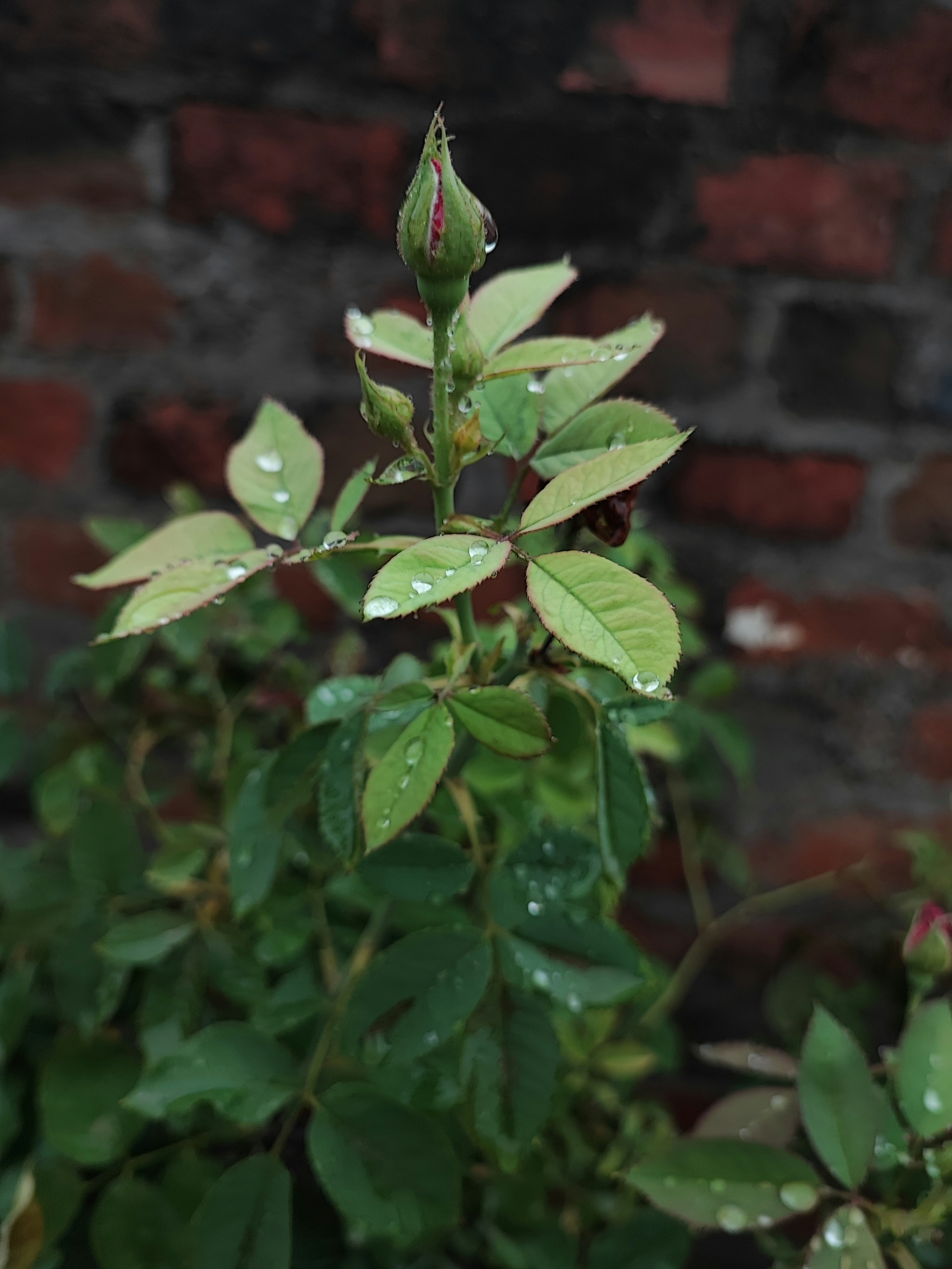 Rosebud with raindrops after rain.