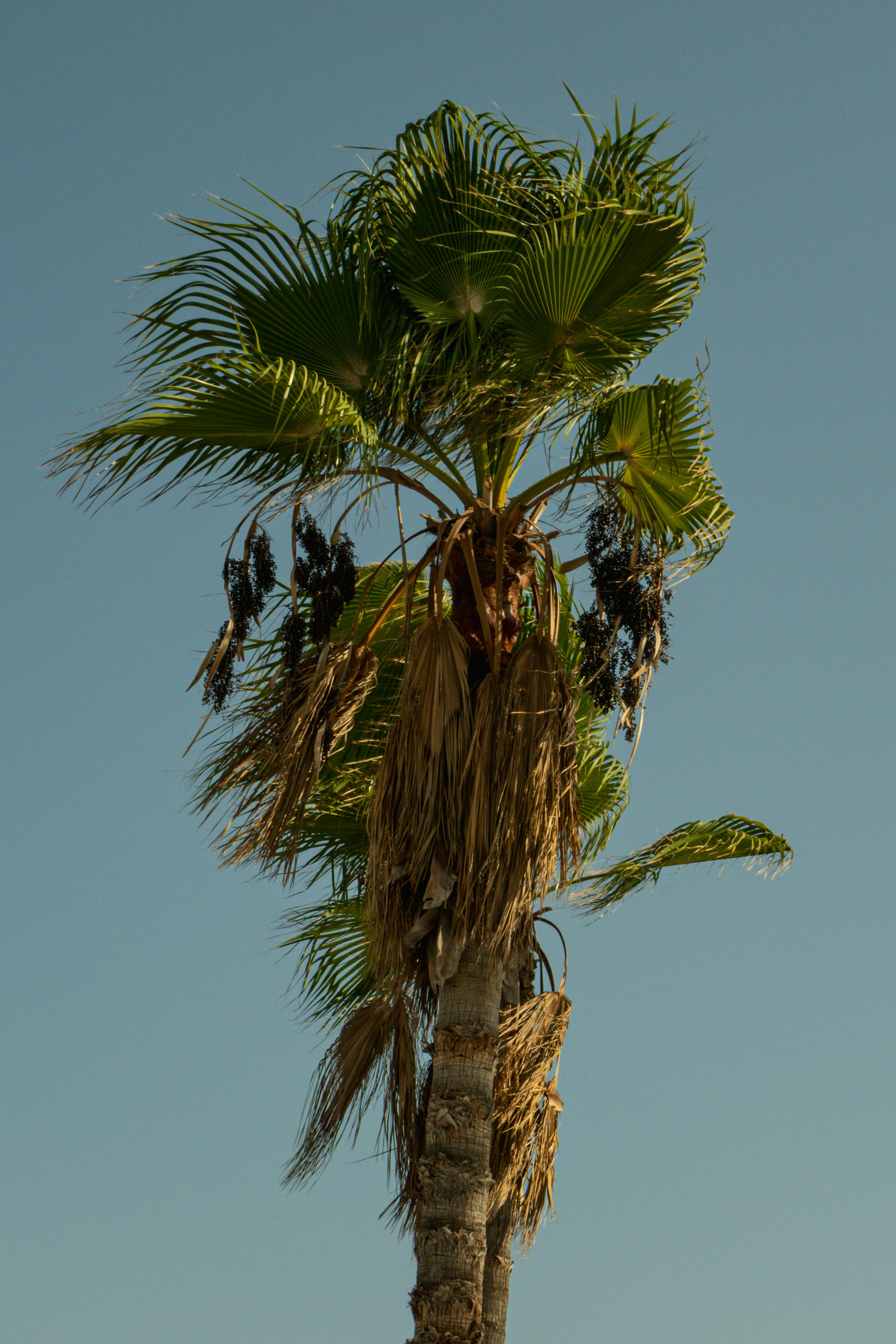 Tall palm tree with a weathered trunk and windswept fronds rises against a clear blue sky. A simple natural scene that highlights texture and silhouette.