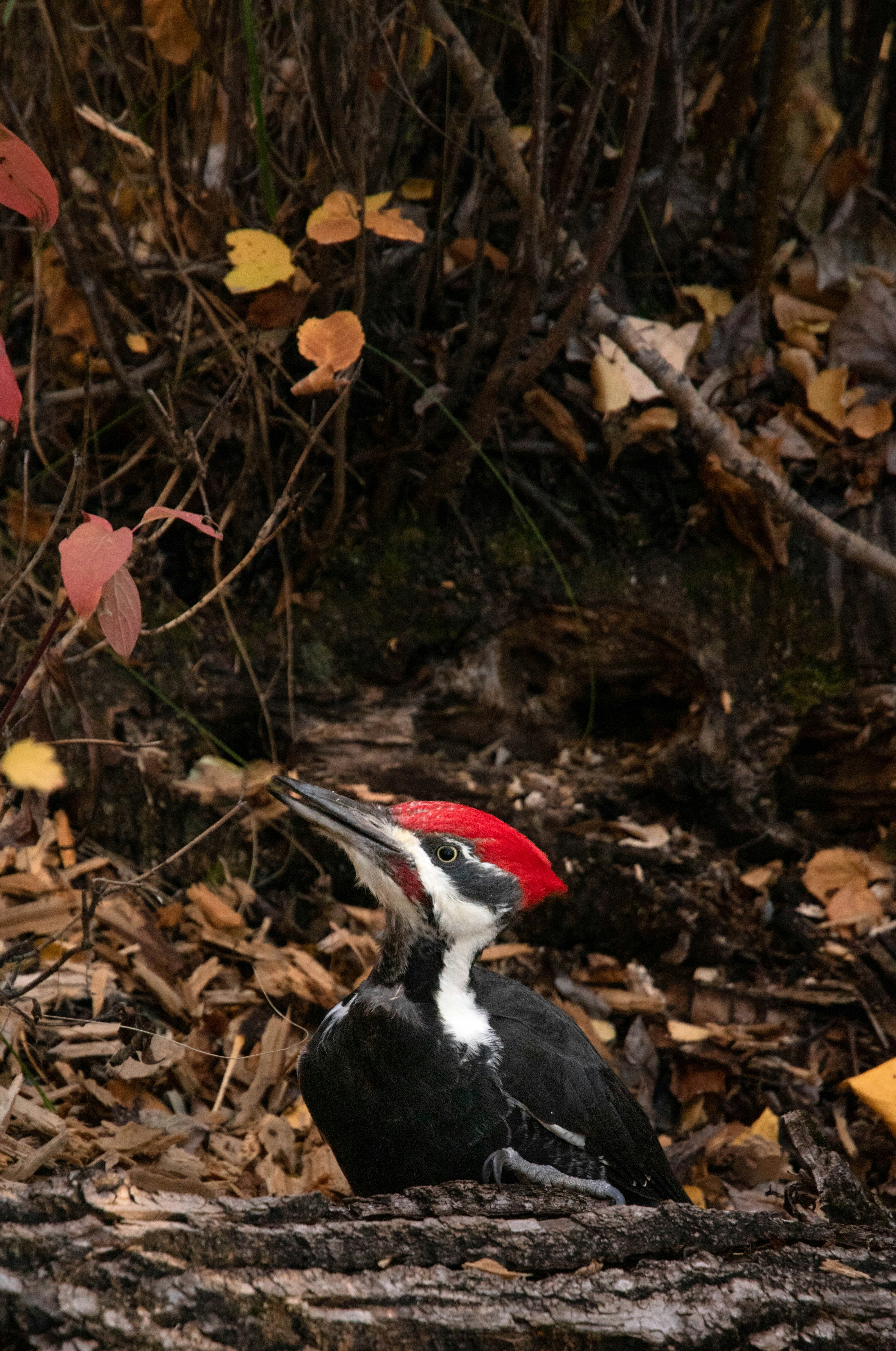 Red-Crested Sentinel on a Mossy Log