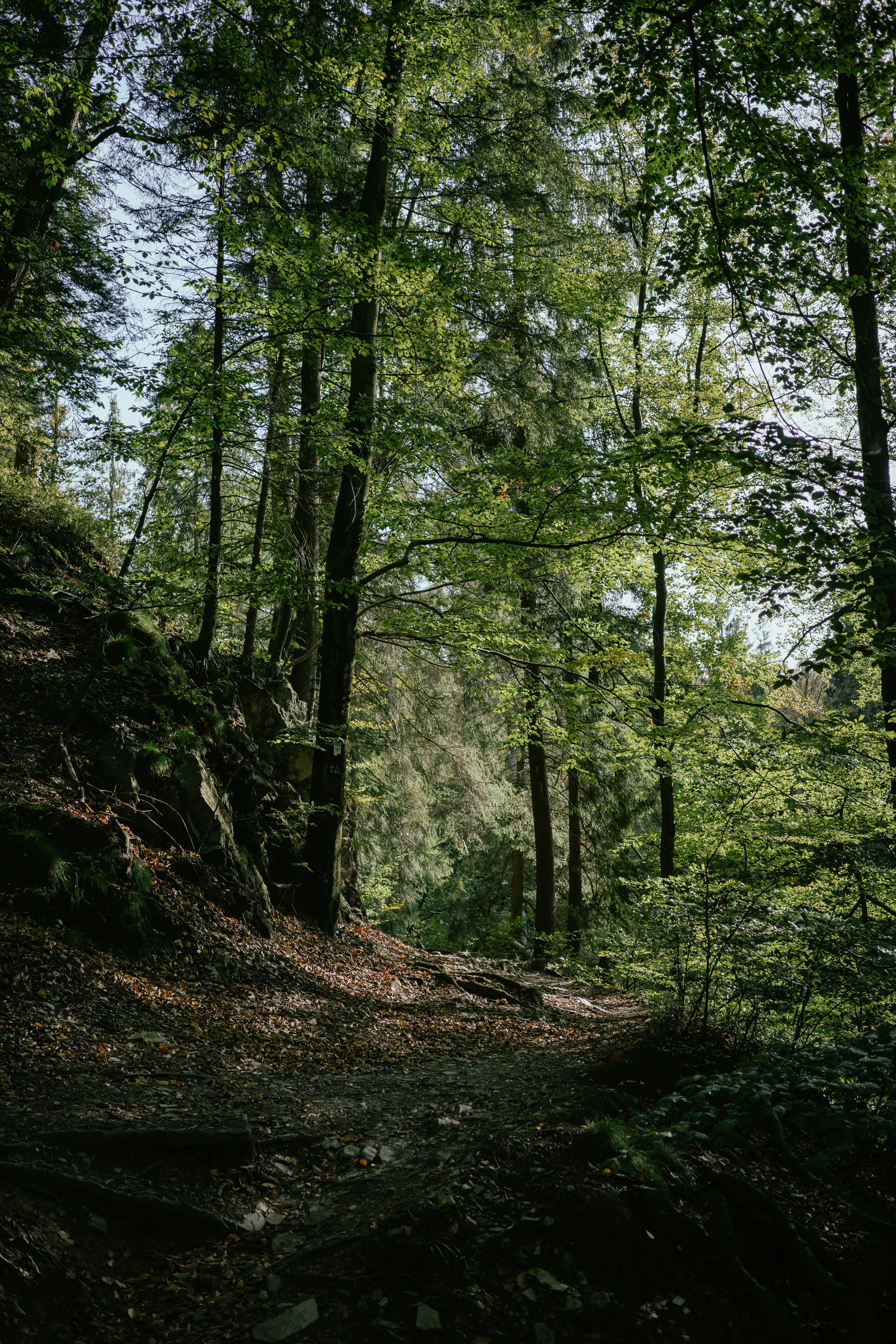 Hiking trail in the woods in Belgium, Europe.