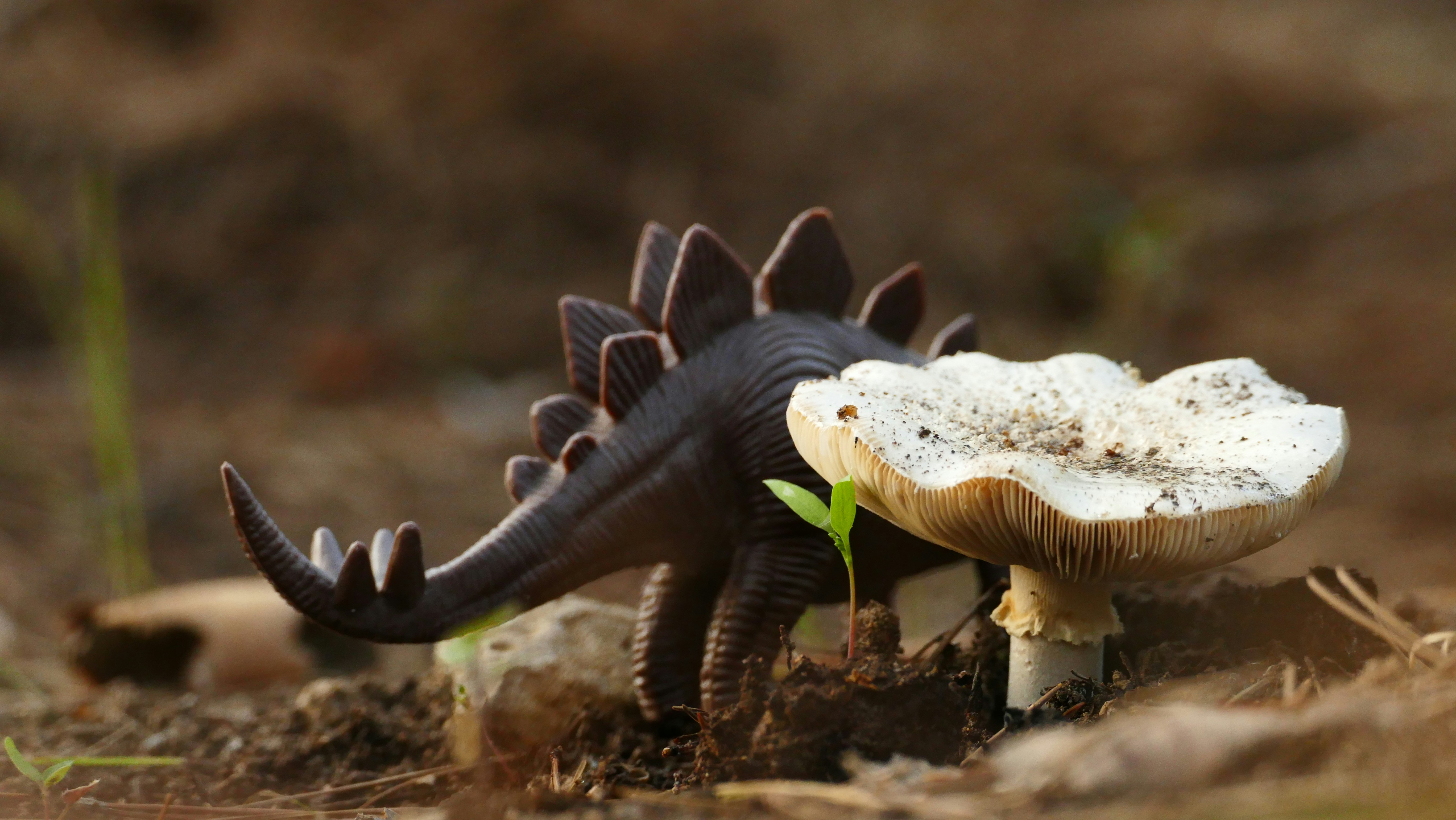 Midnight Wanderer and the White Cap: A Forest Floor Encounter