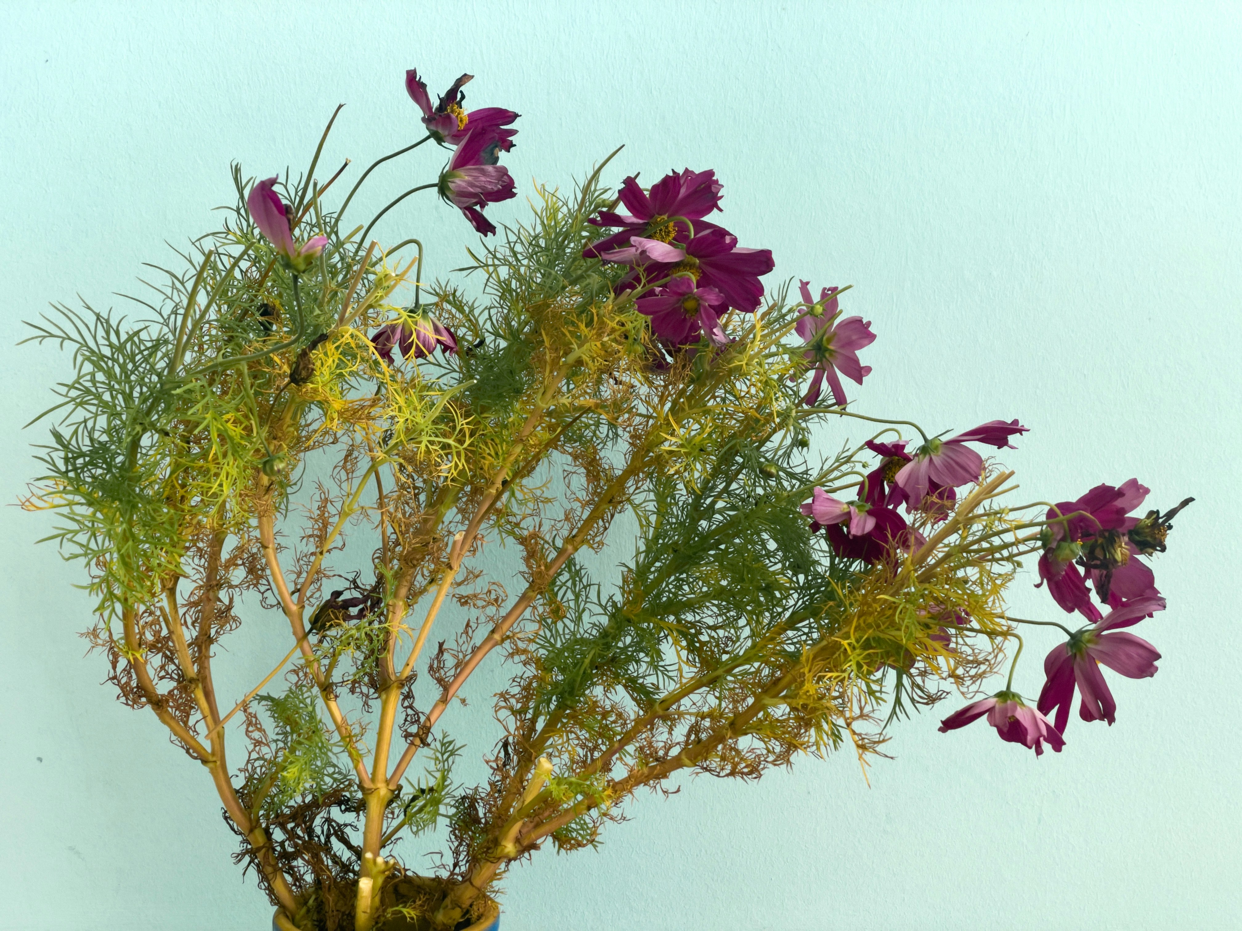 Teal Backdrop, Feathery Foliage and Magenta Blooms