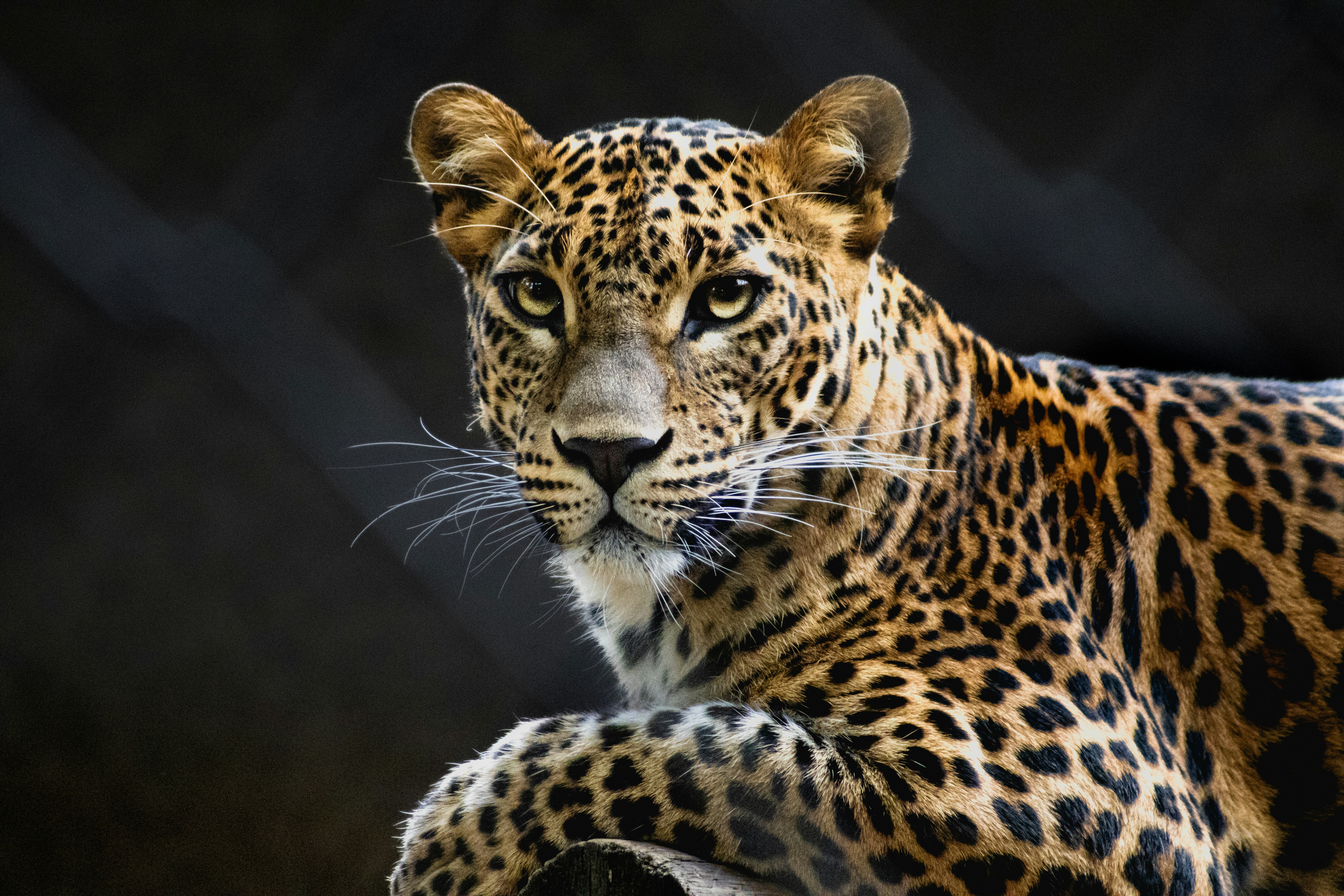 A close up of a leopard on a rock photo – Free Ostrava zoo Image on ...