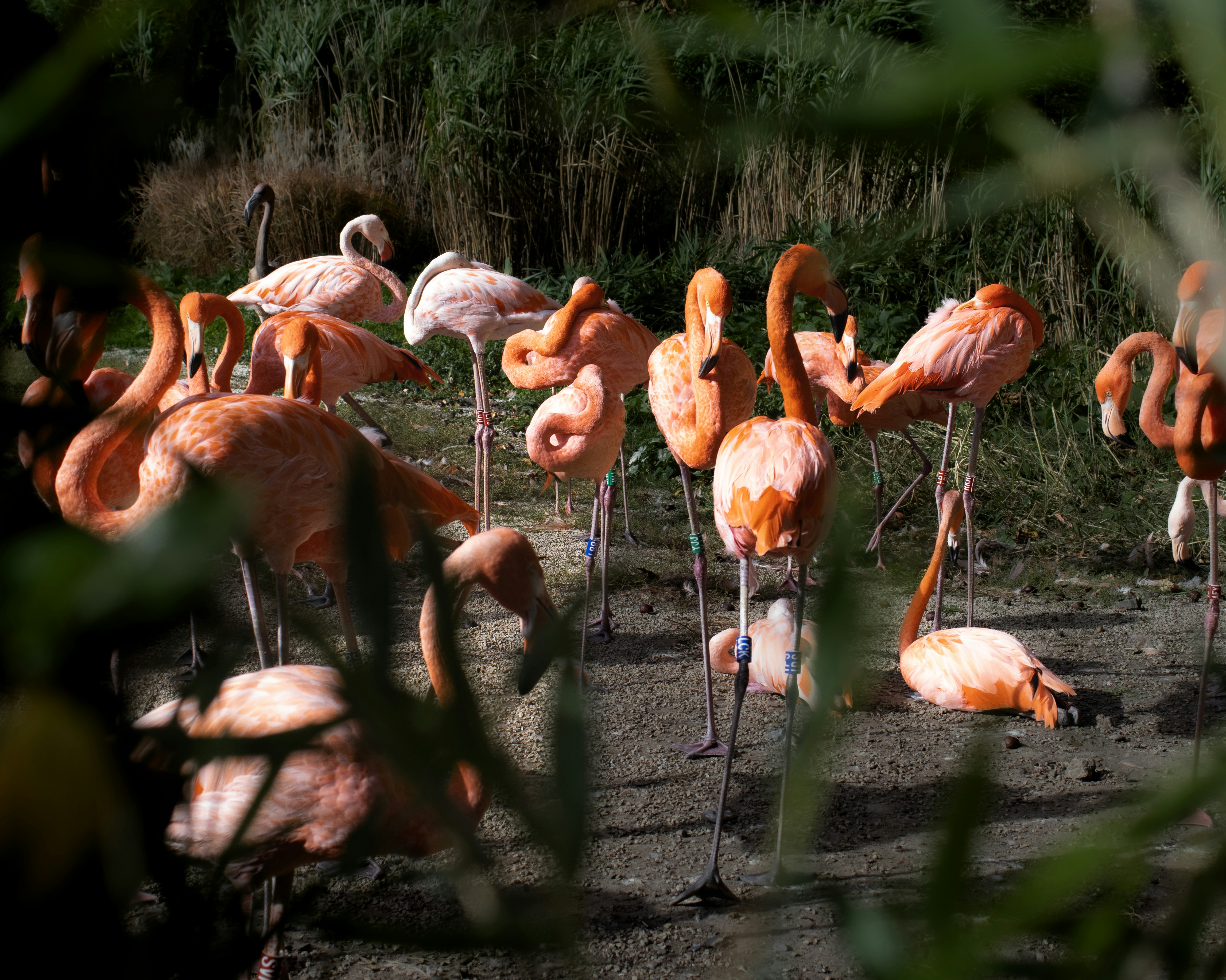 Group of pink flamingos resting and preening in a lush, green setting.