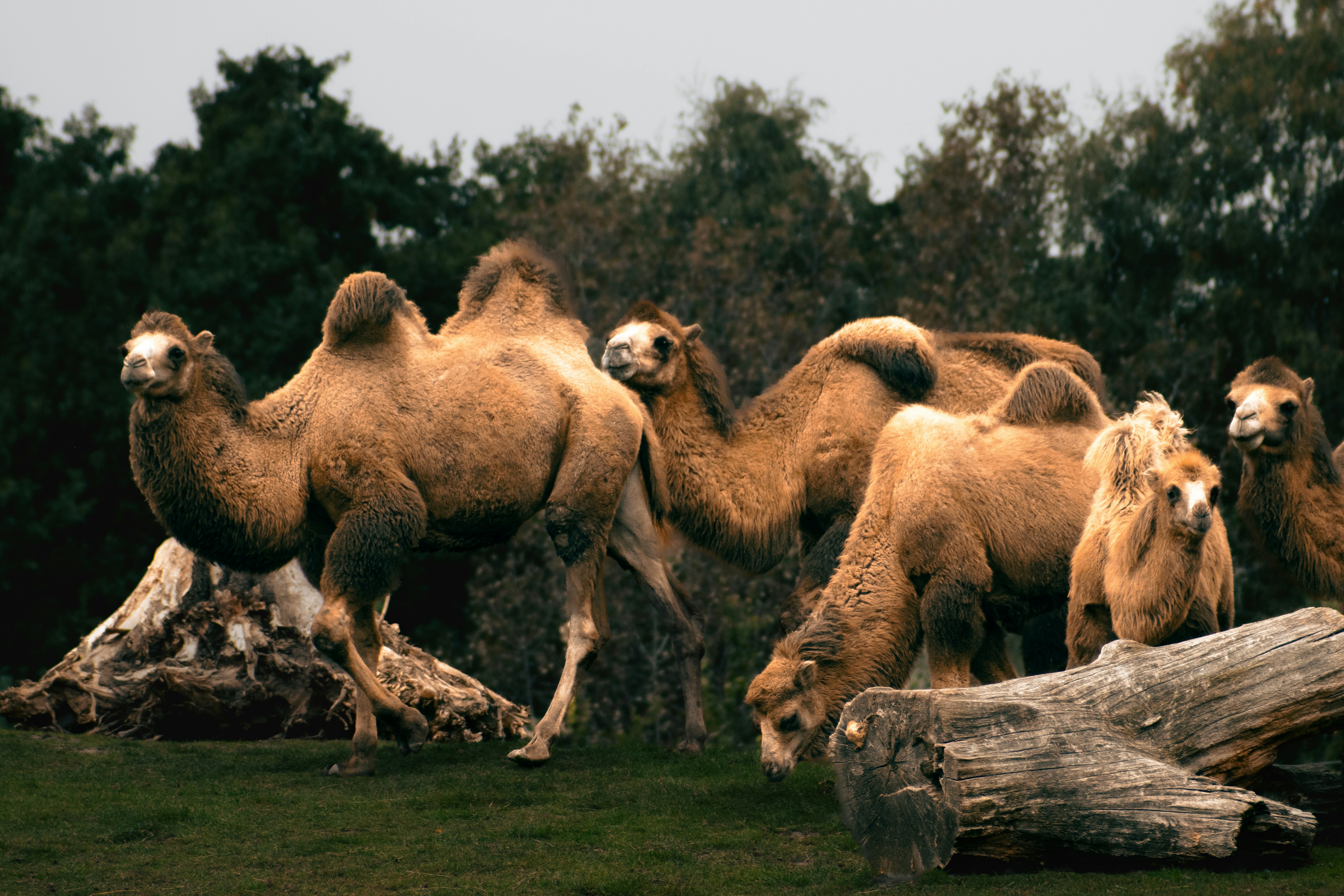 A group of camels standing next to each other photo – Free Ostrava zoo ...